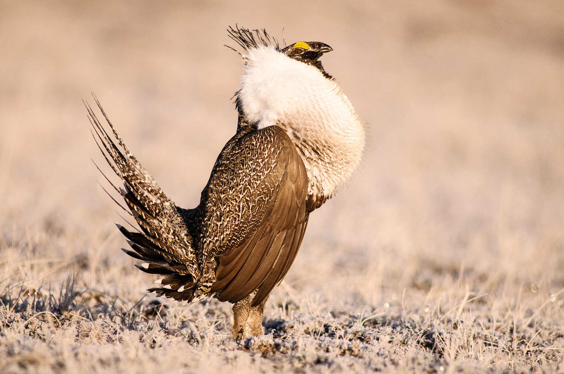 Unprecedented Conservation Efforts Keep Greater Sage-Grouse Off ...