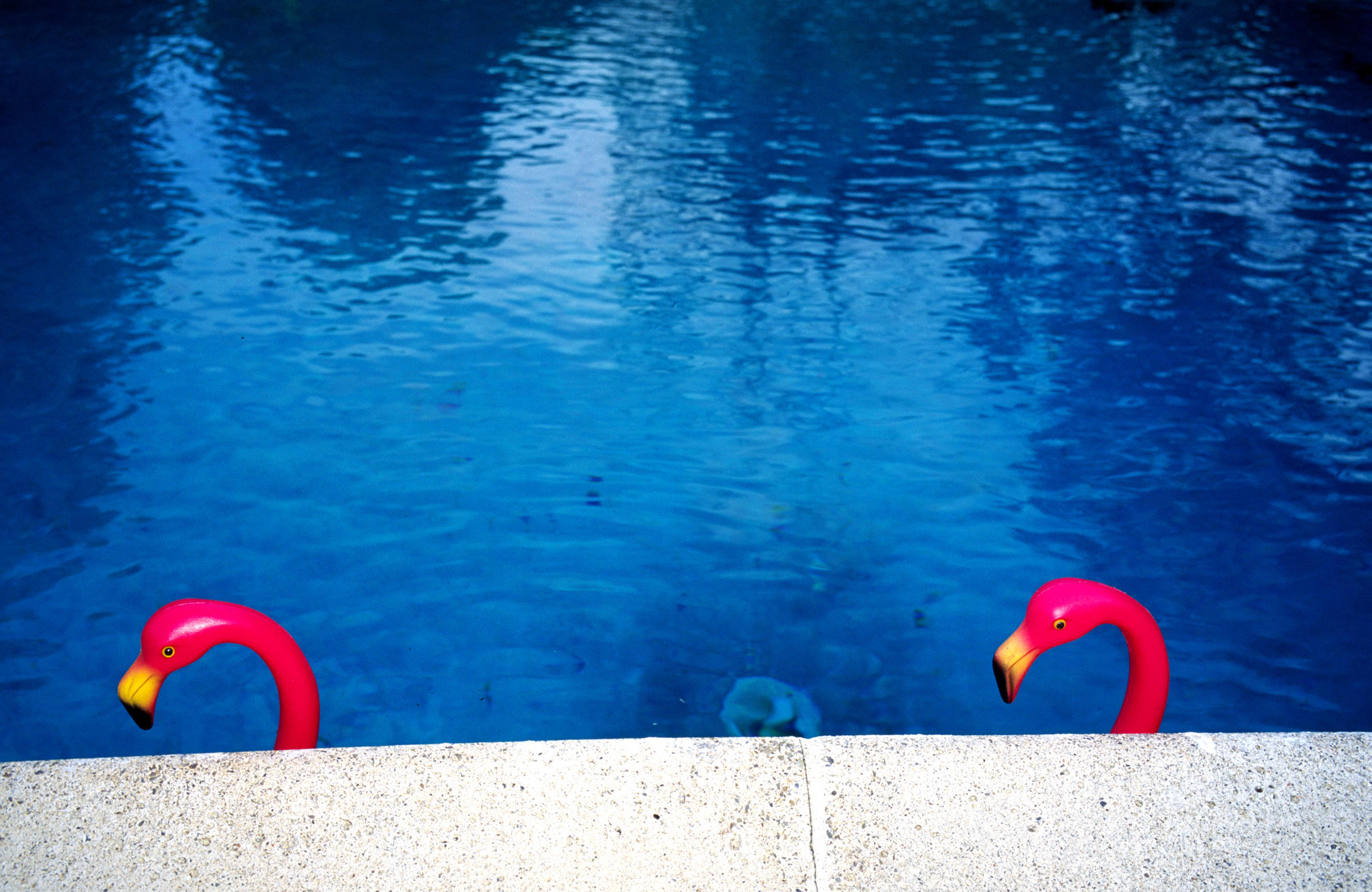 RIP Donald Featherstone, Plastic Flamingo Inventor | Audubon