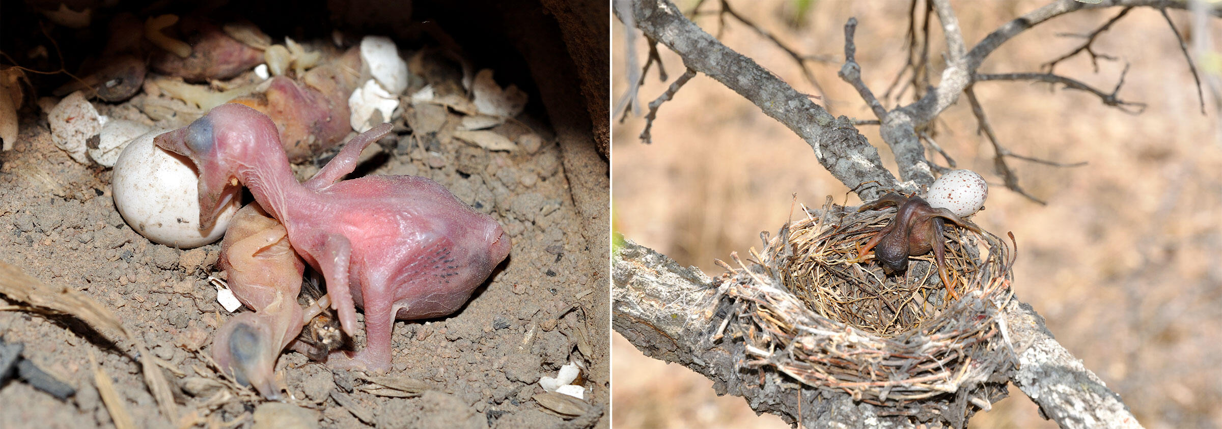 The Brilliant Ways Parasitic Birds Terrorize Their Victims | Audubon