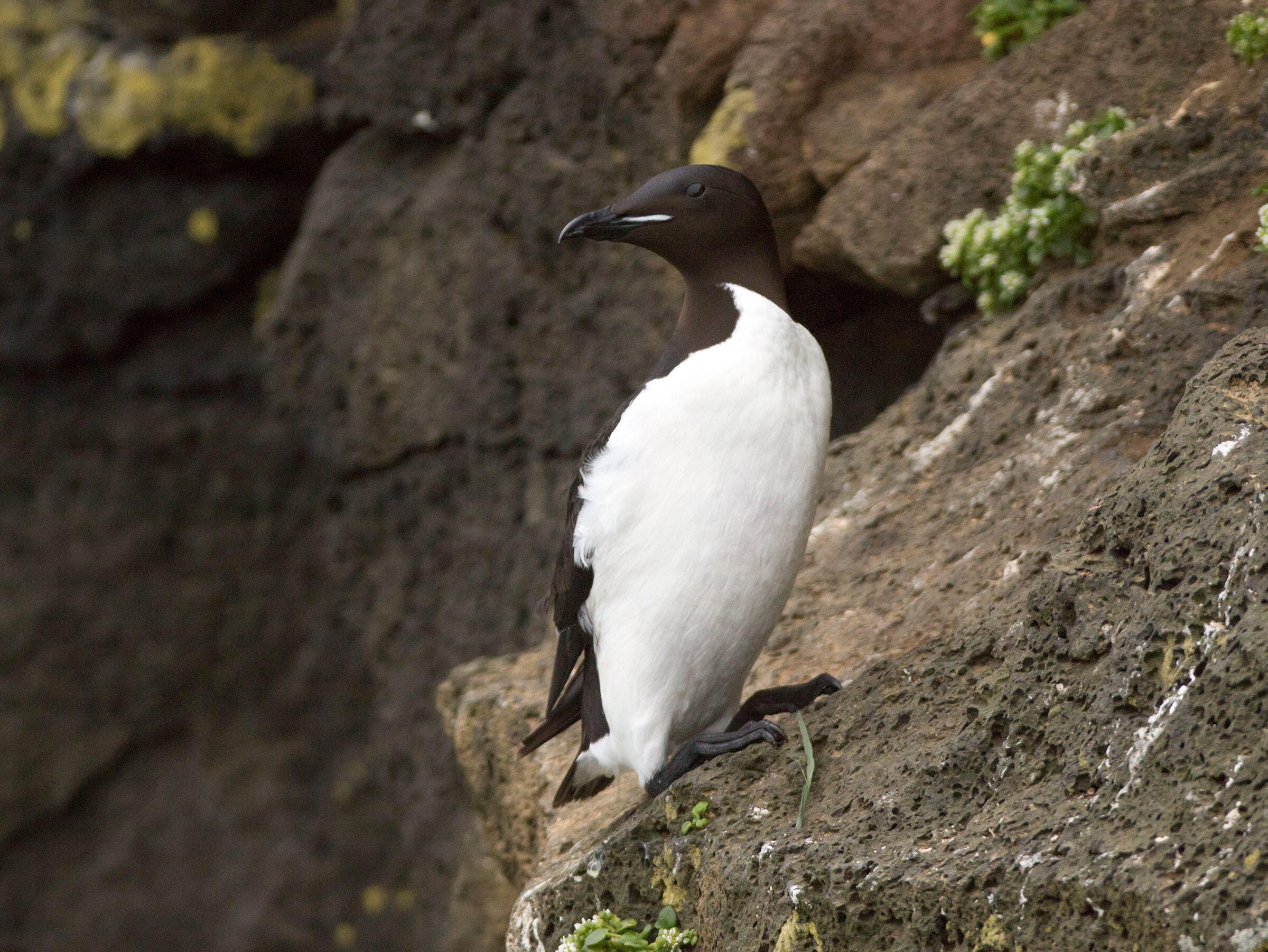 Disappearing Ice Means New Ways of Life for Arctic Birds — Melting ...