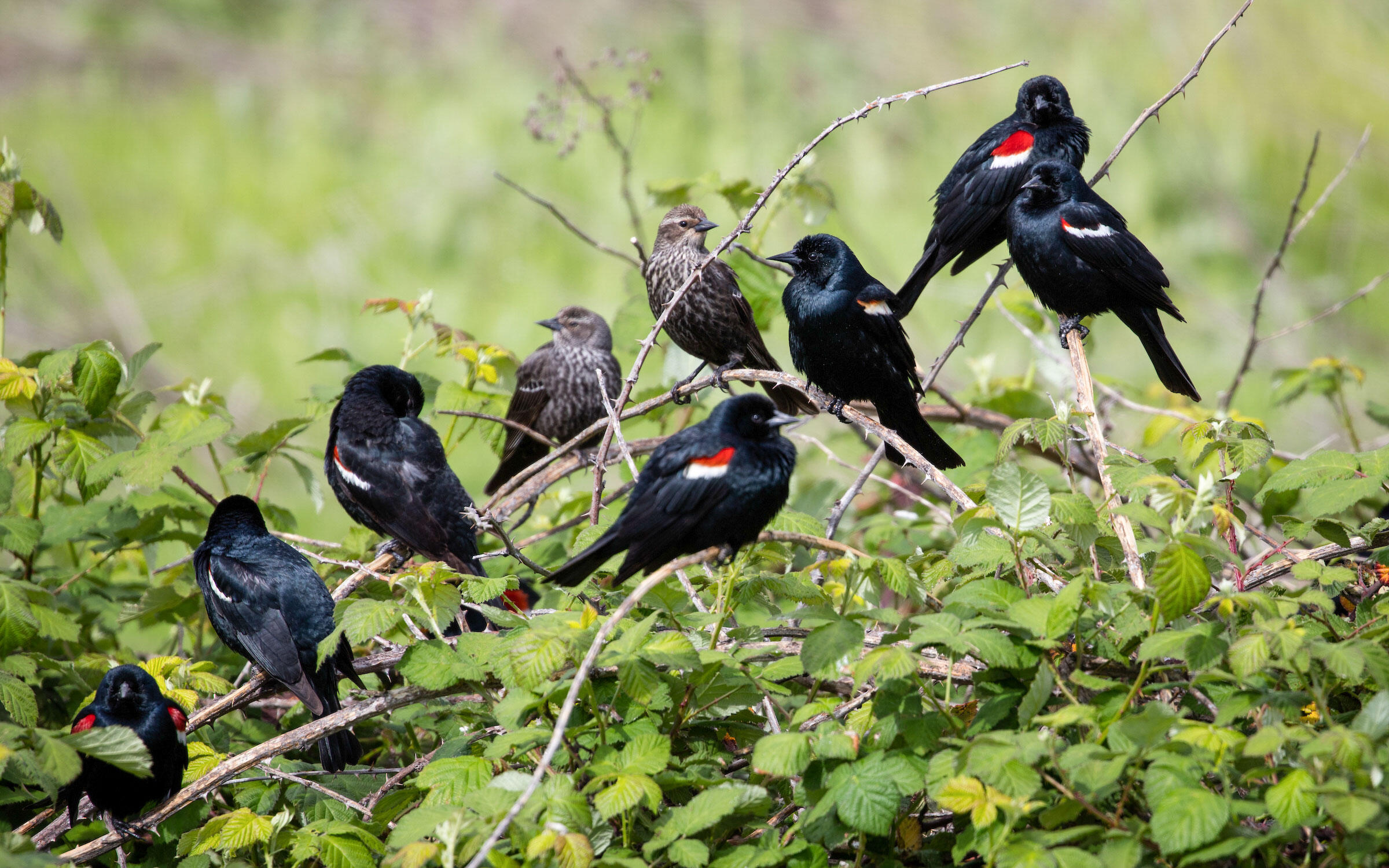 How Hundreds of Volunteers Protected California's Tricolored Blackbirds ...