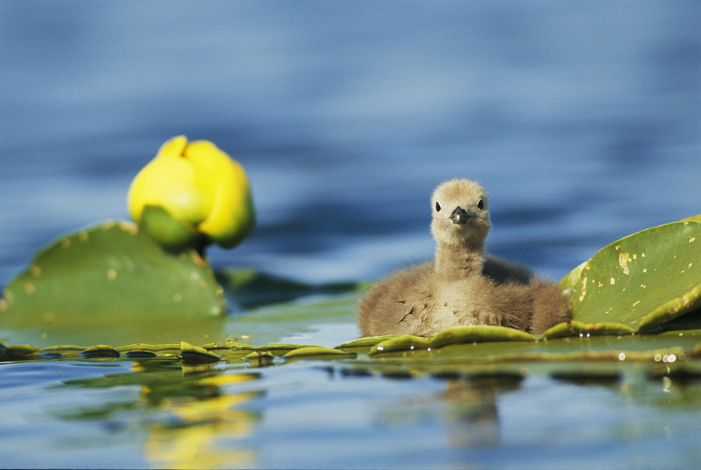 Let These Birds Grow Up | Audubon