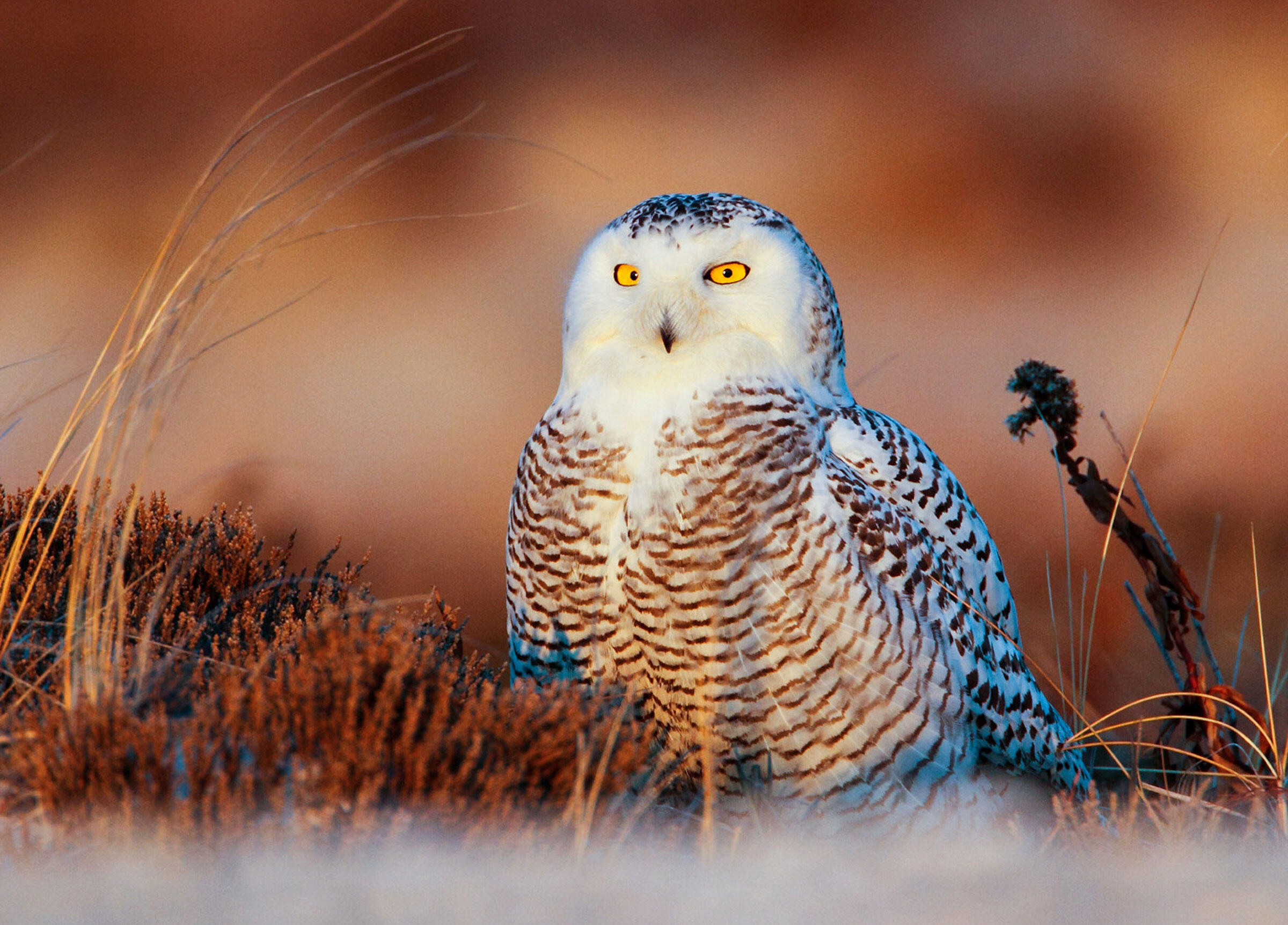 Let These Birds Grow Up | Audubon