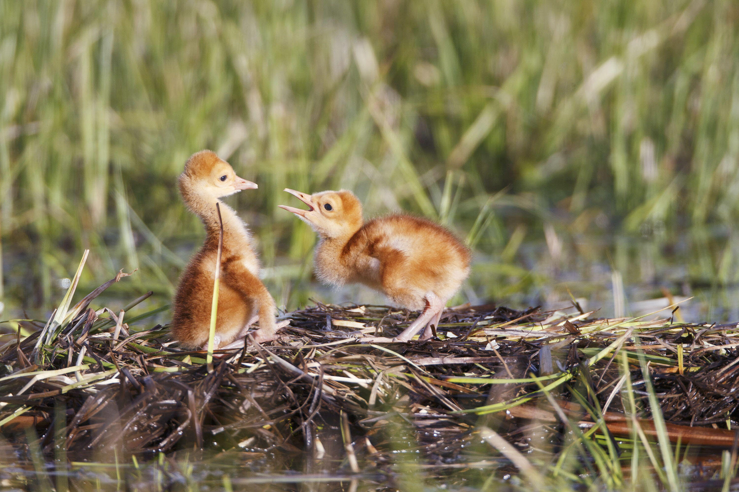 Let These Birds Grow Up | Audubon