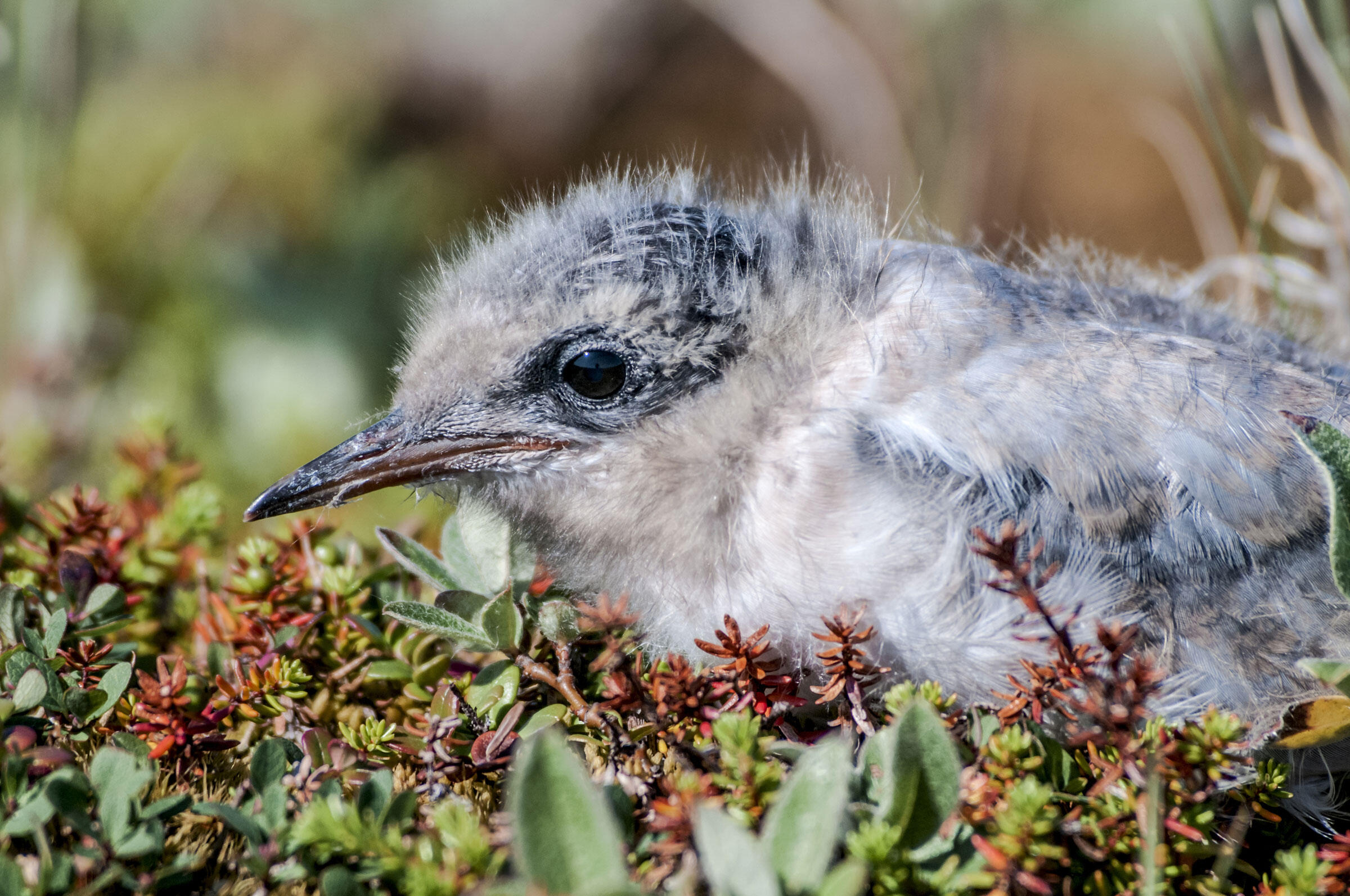 Let These Birds Grow Up | Audubon