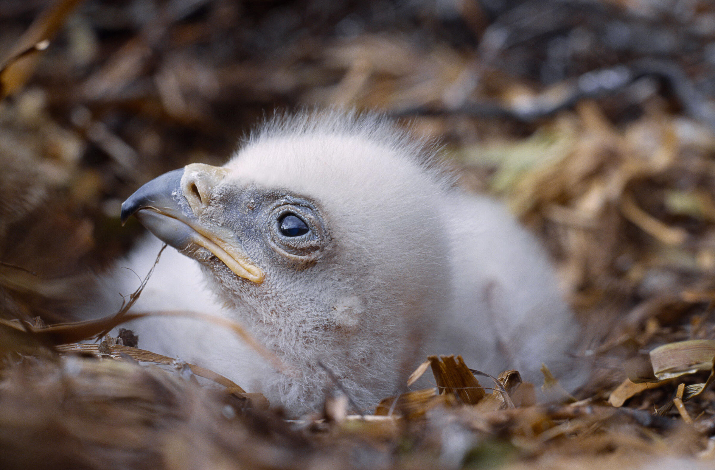 Let These Birds Grow Up | Audubon