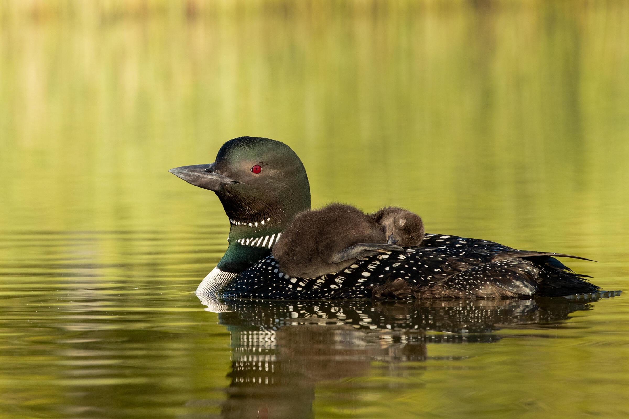 Make Some Time for These Adorable and Awkward Baby Bird Photos | Audubon