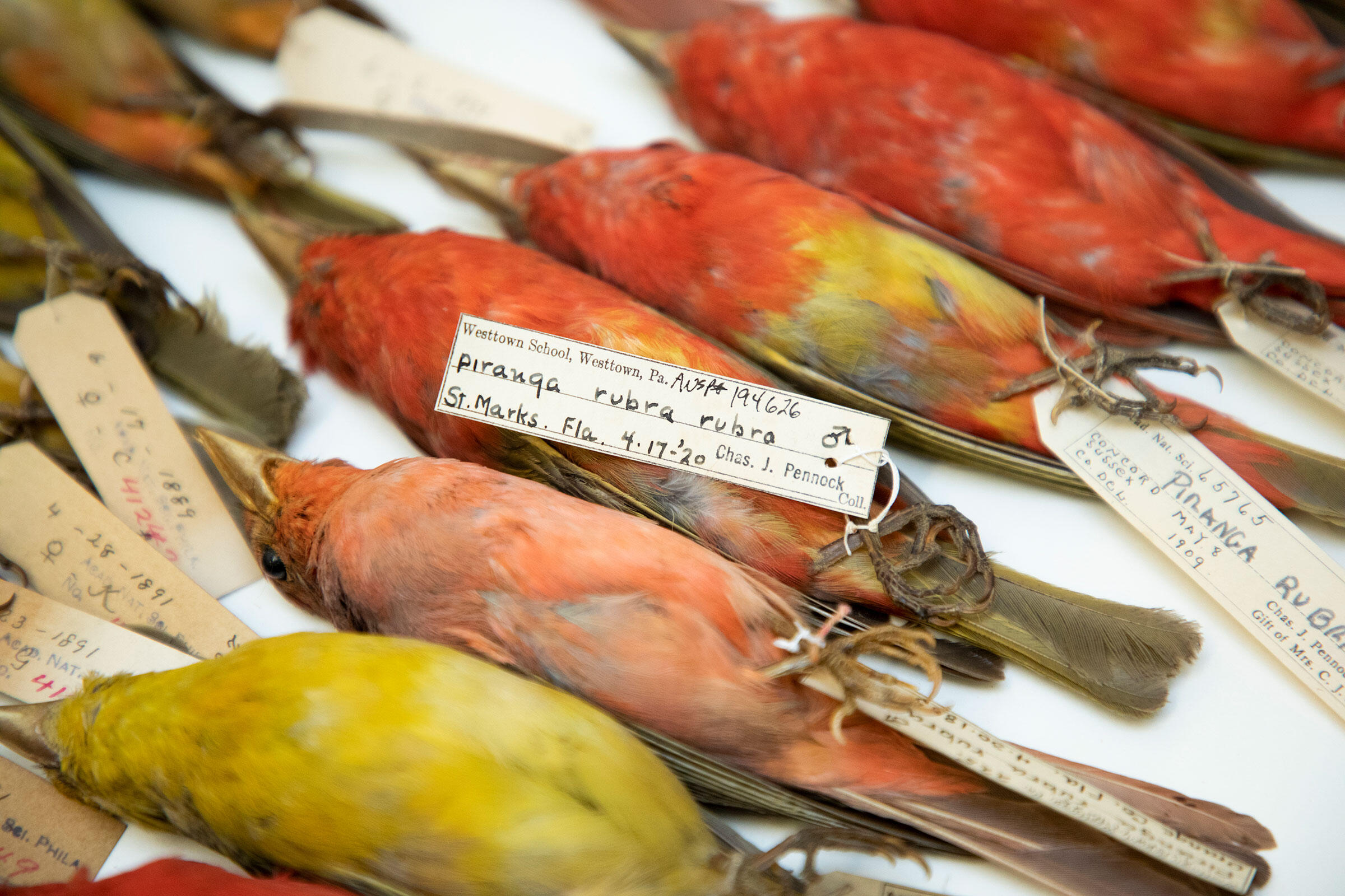 The Strange, True Story of John Williams and Charles Pennock | Audubon