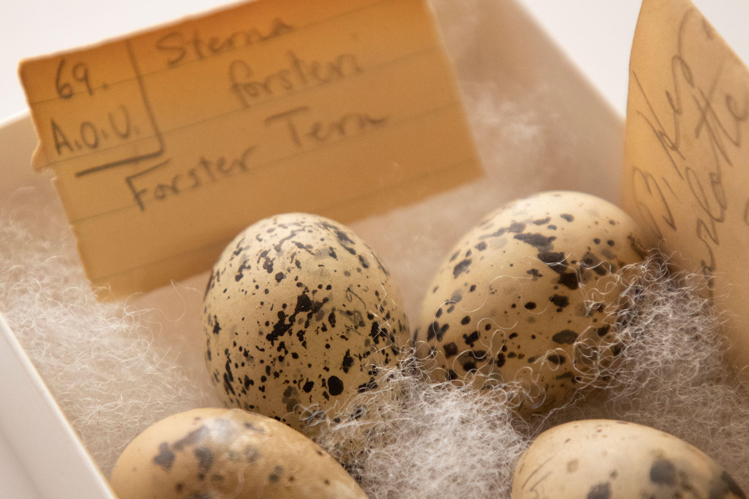 The Strange, True Story of John Williams and Charles Pennock | Audubon