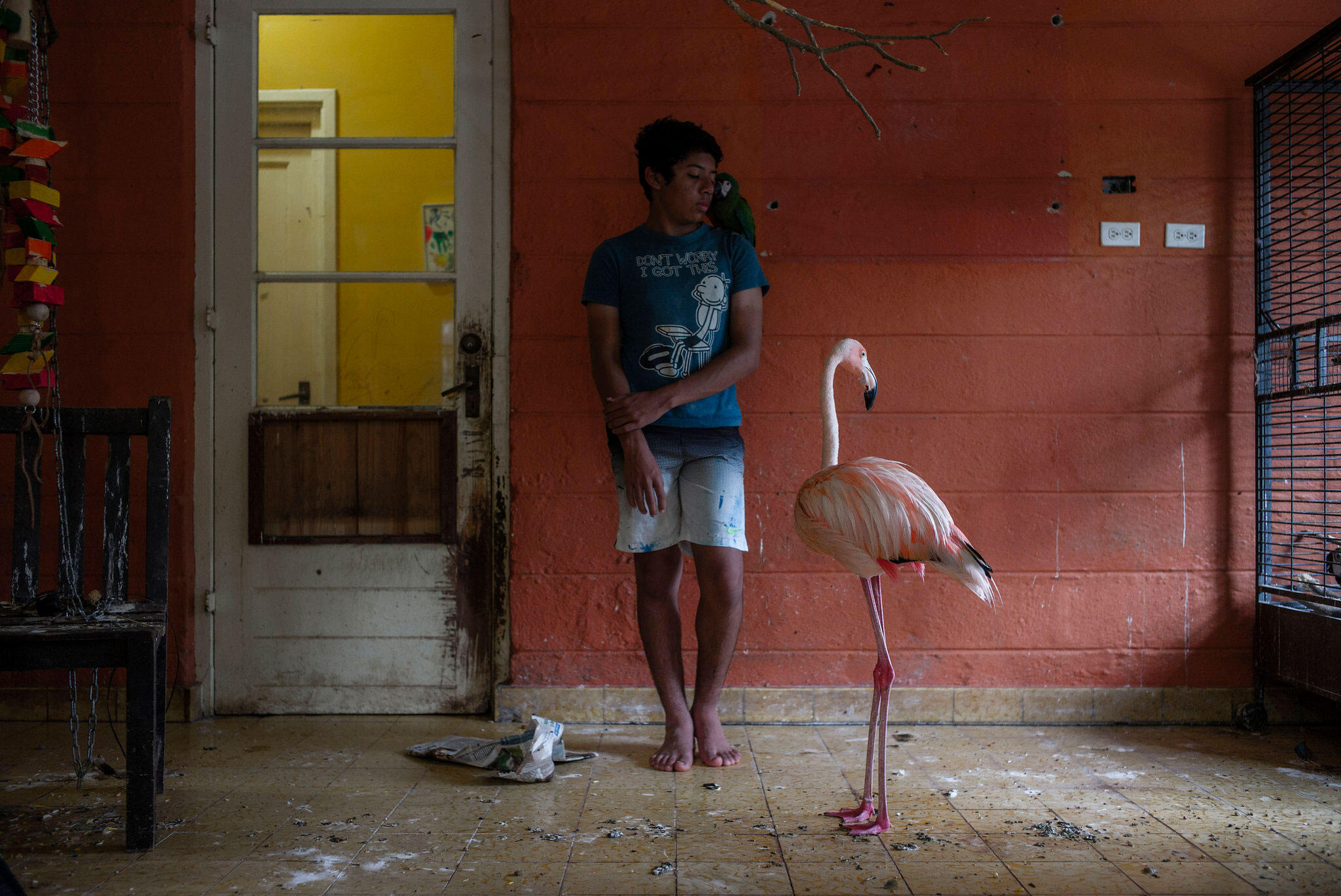 See Photos of a Flamingo Living Among Humans | Audubon