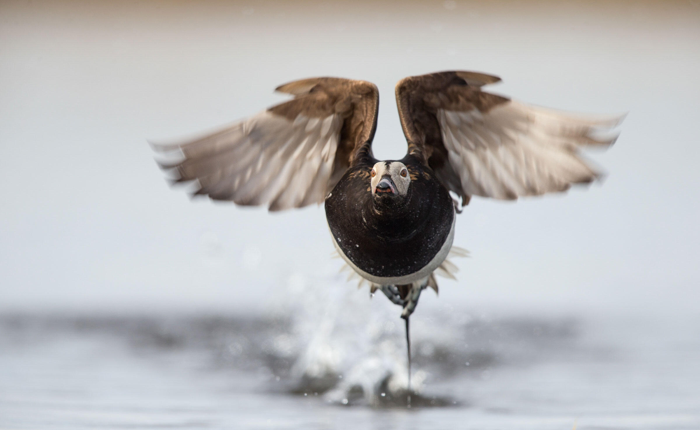 I've Seen the Many Wonders of Arctic Alaska. We Must Keep Our Protected ...