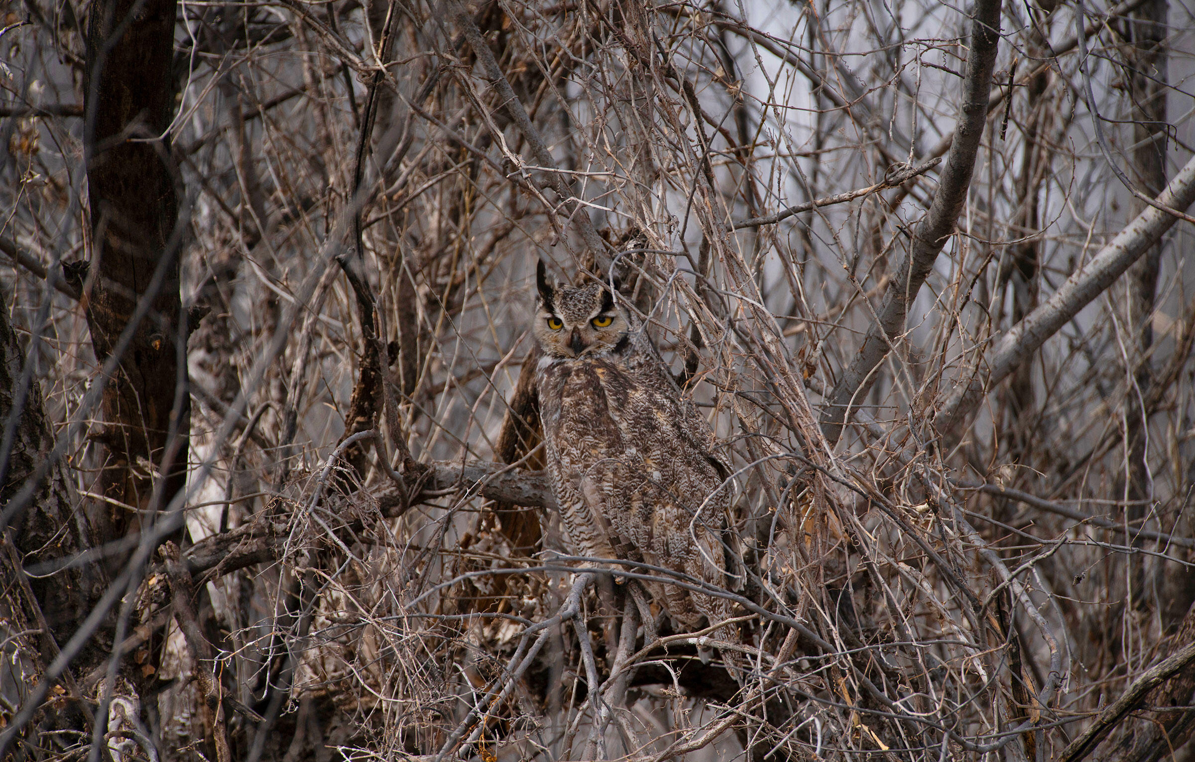 These Amazing Images Show How Good Bird Camouflage Can Be | Audubon