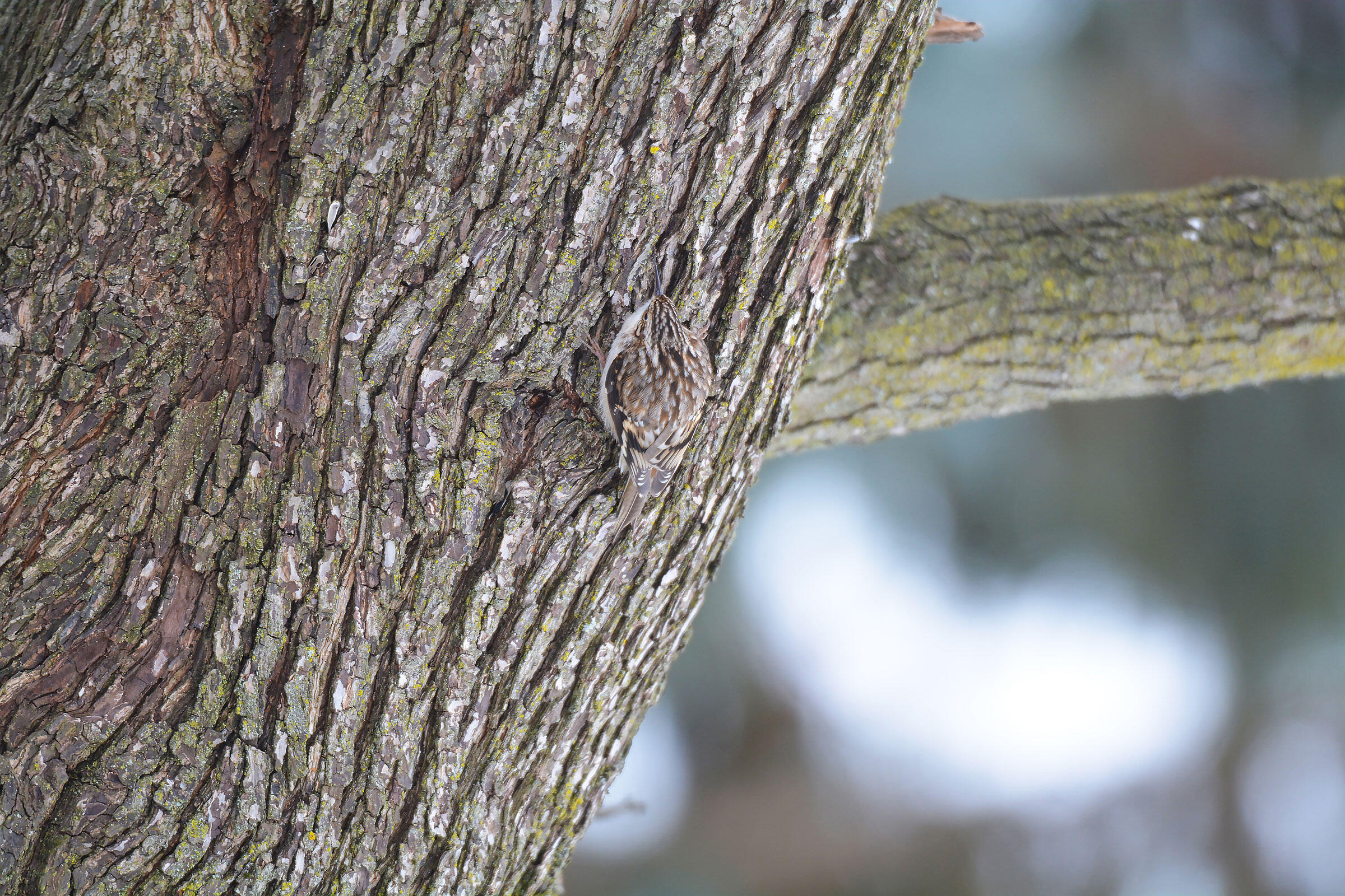 These Amazing Images Show How Good Bird Camouflage Can Be | Audubon