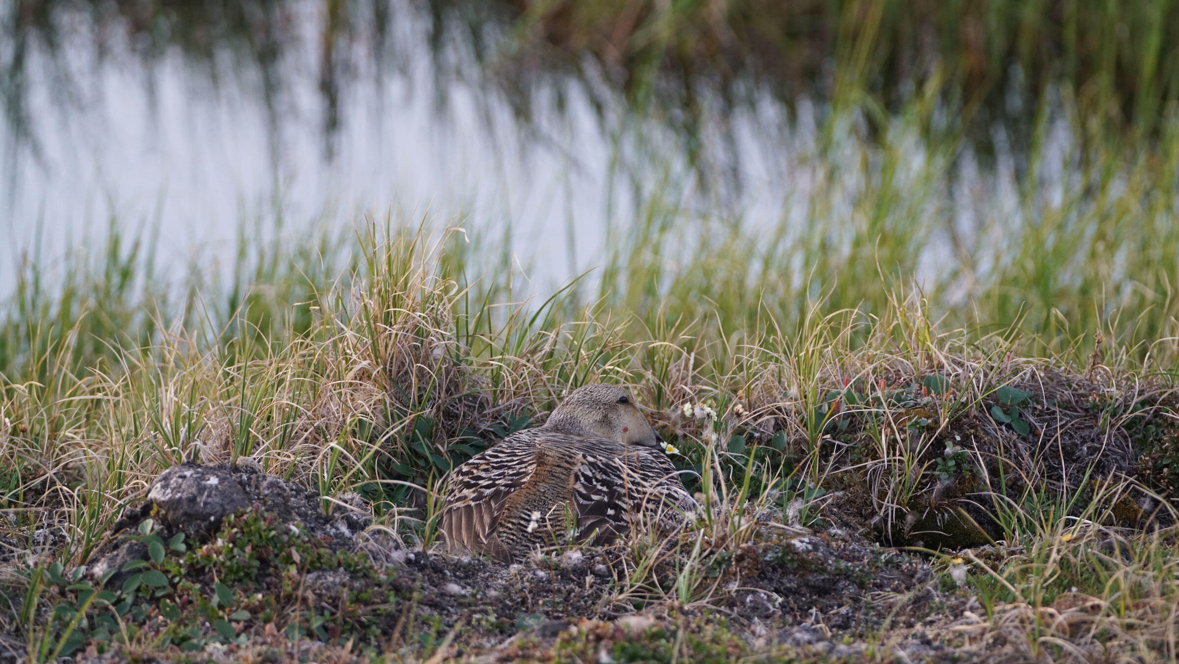 These Amazing Images Show How Good Bird Camouflage Can Be | Audubon