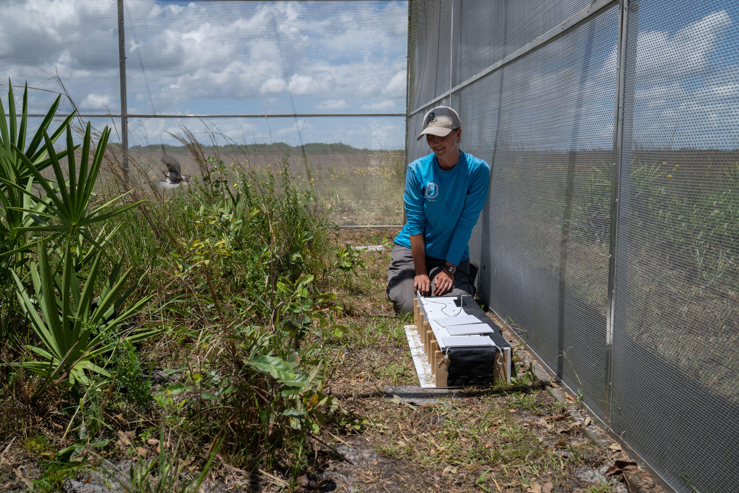 Efforts to Save North America’s Most Endangered Bird Are Succeeding ...