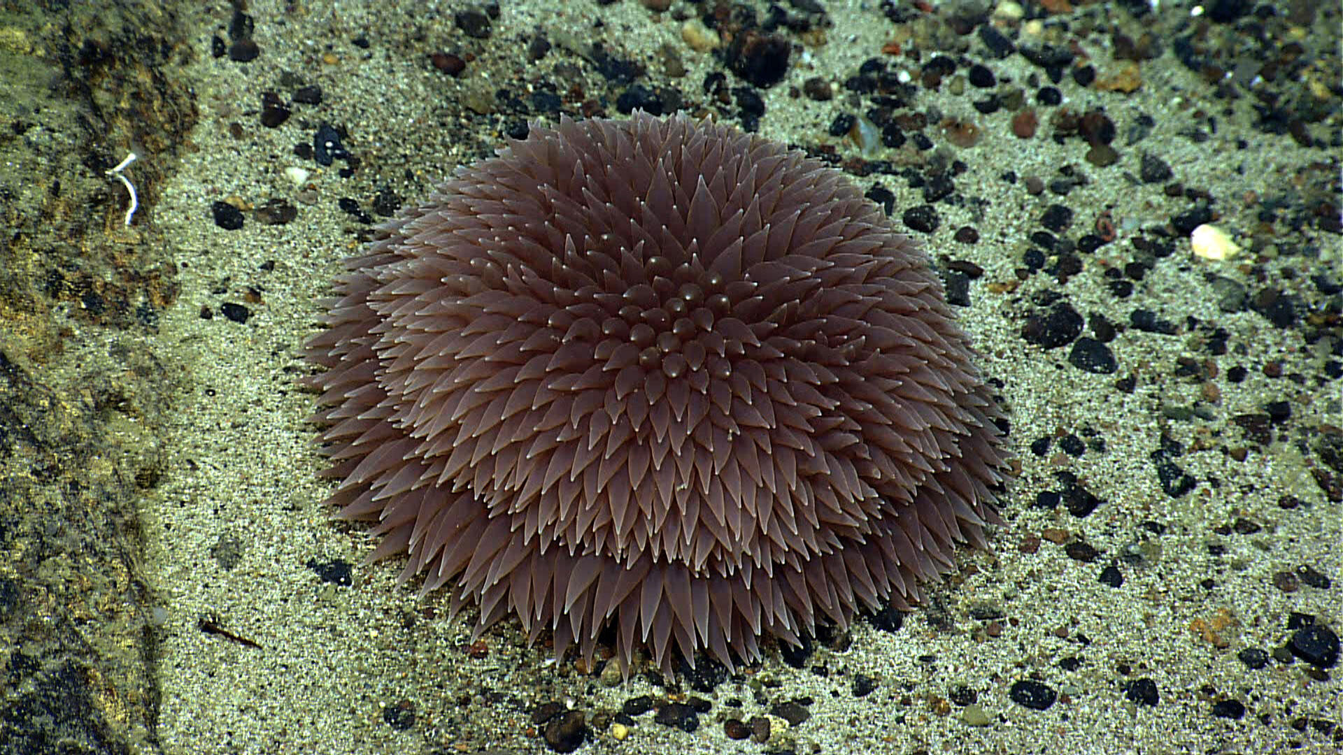 Obama Designates First Atlantic Marine National Monument — Northeast ...