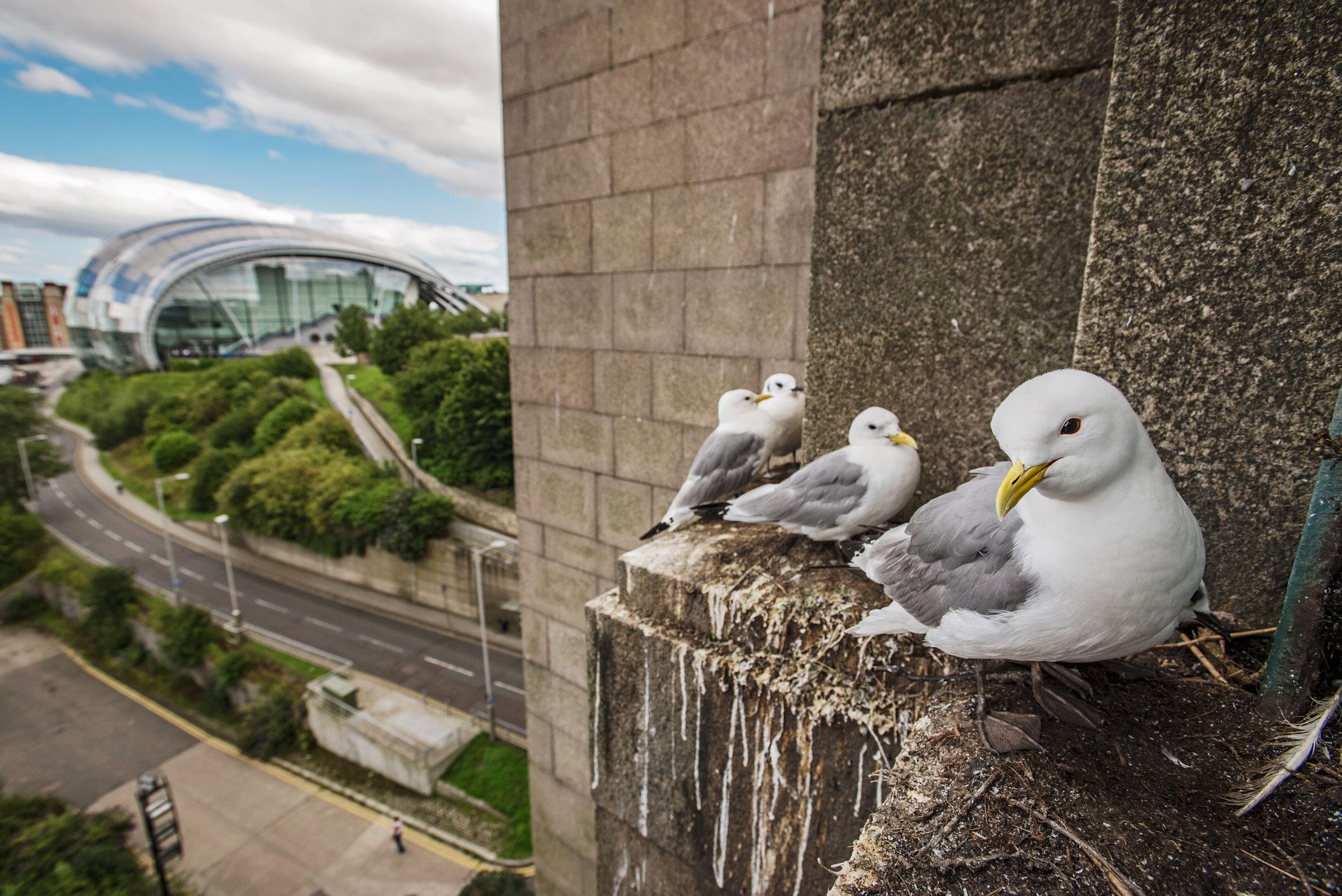 Check Out These Fantastic Photos of Birds in Urban Spaces | Audubon
