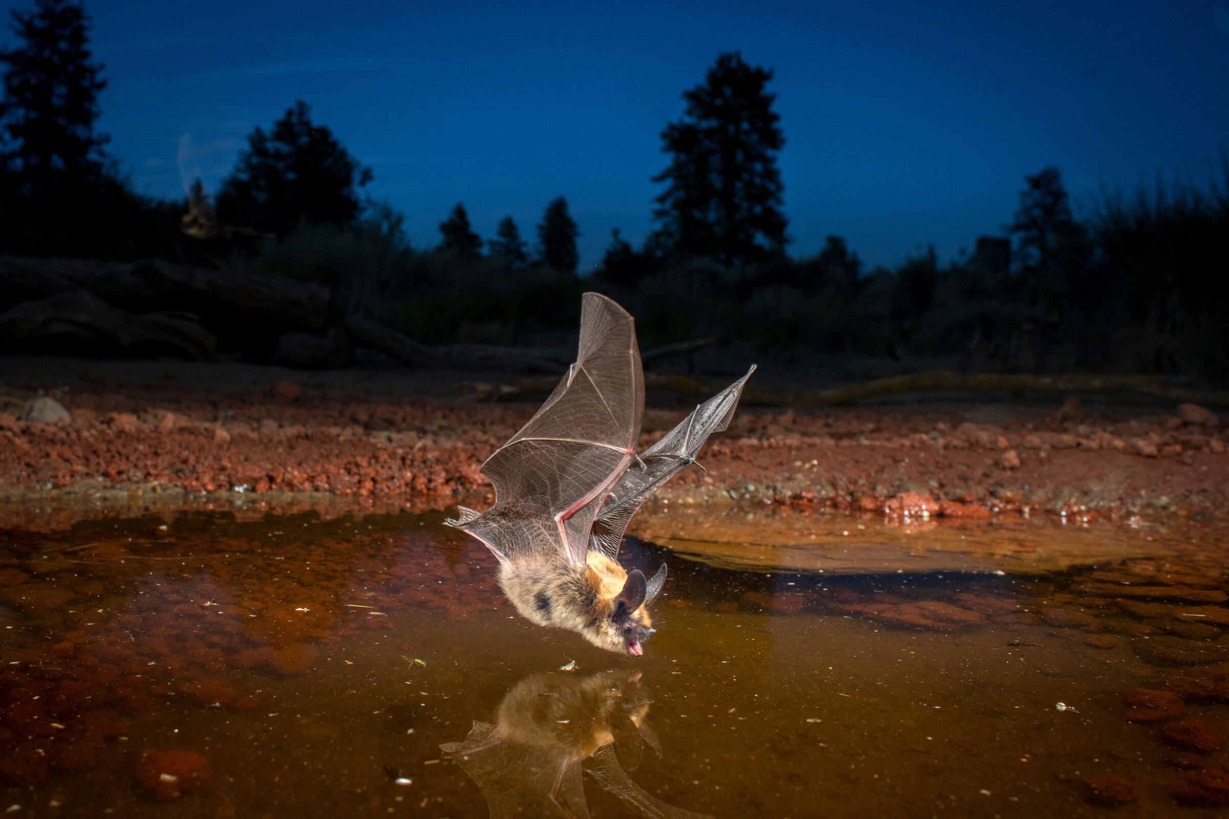 Oregon Guzzlers Are Watering Holes for Birds and Other Wildlife | Audubon