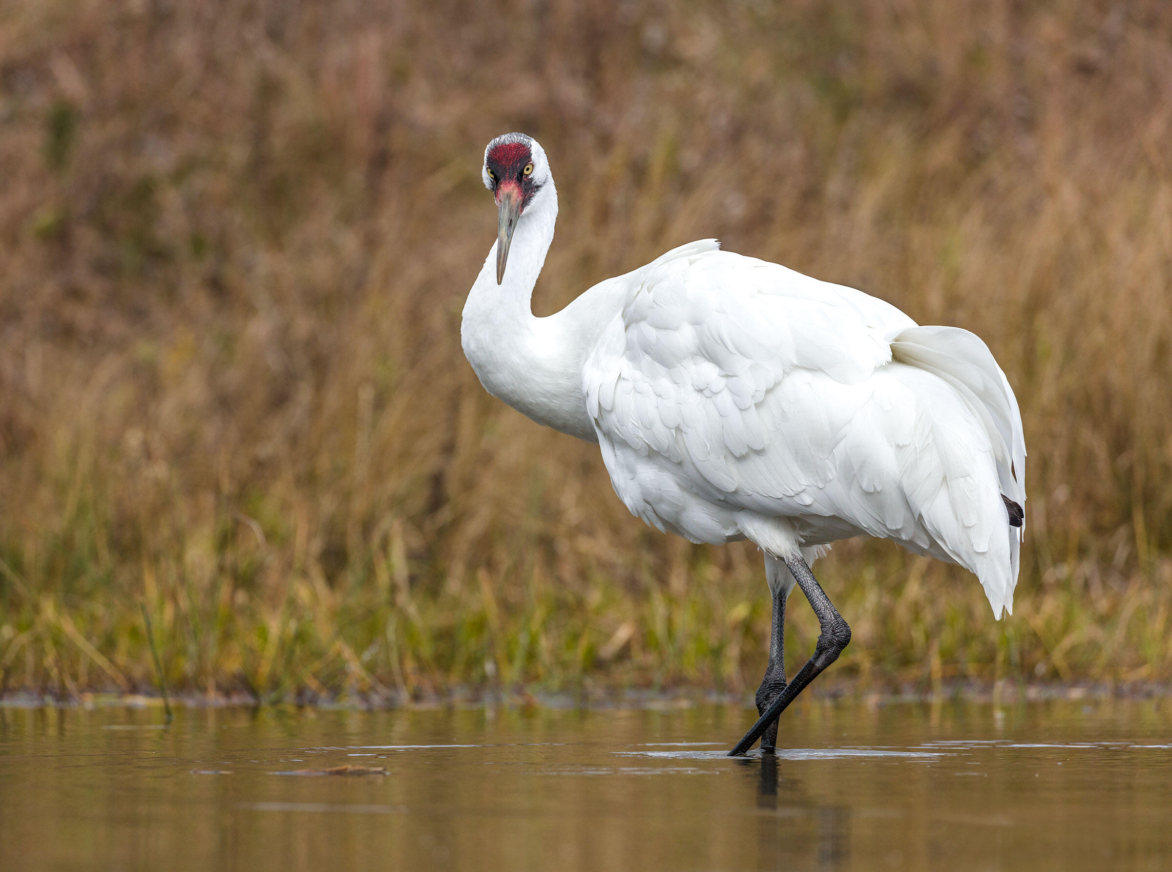 Around the World in 15 Cranes | Audubon