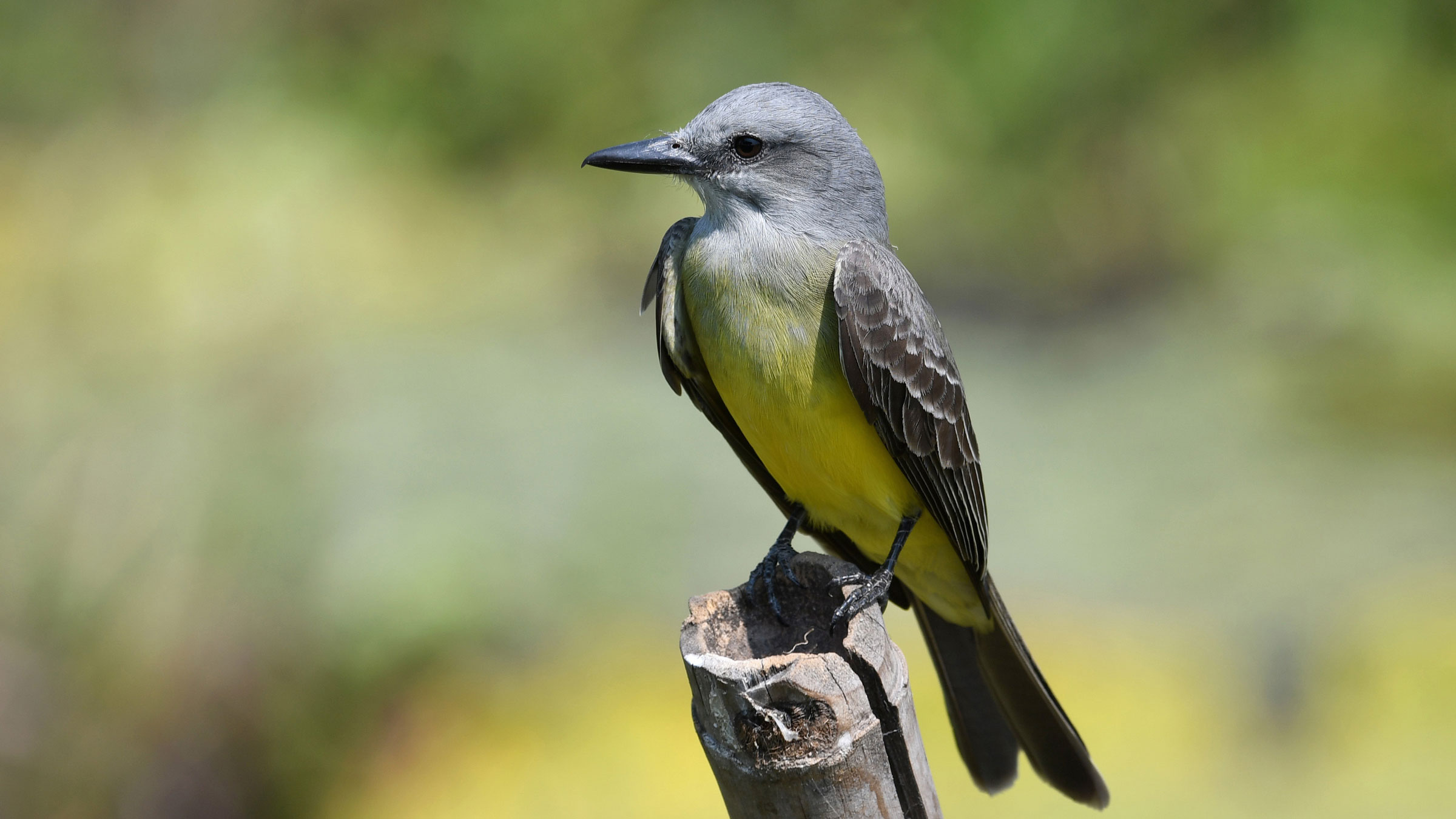 Tropical Kingbird | Audubon Field Guide