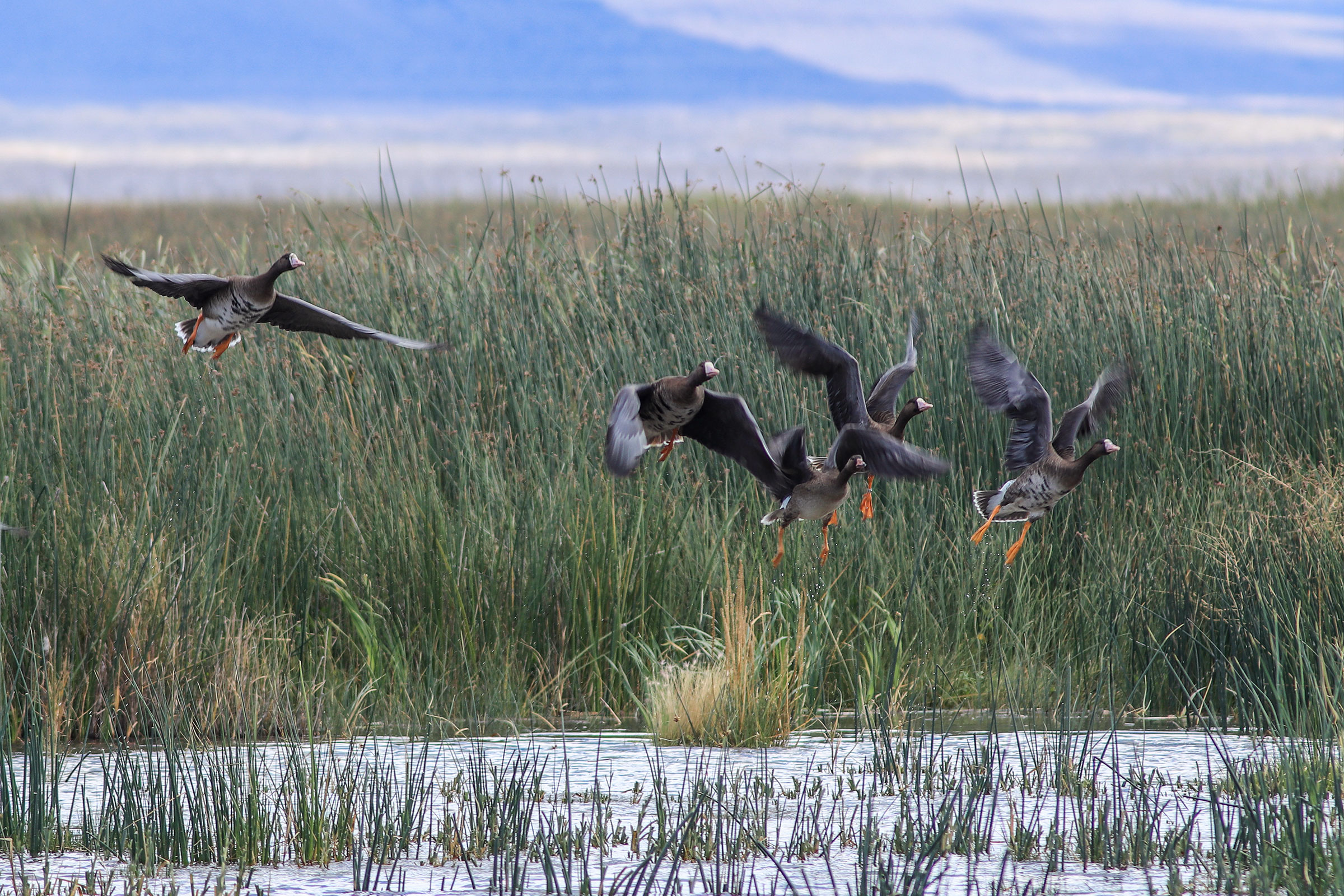 New Study Is First to Explore How Wildfire Smoke Derails Bird Migration ...