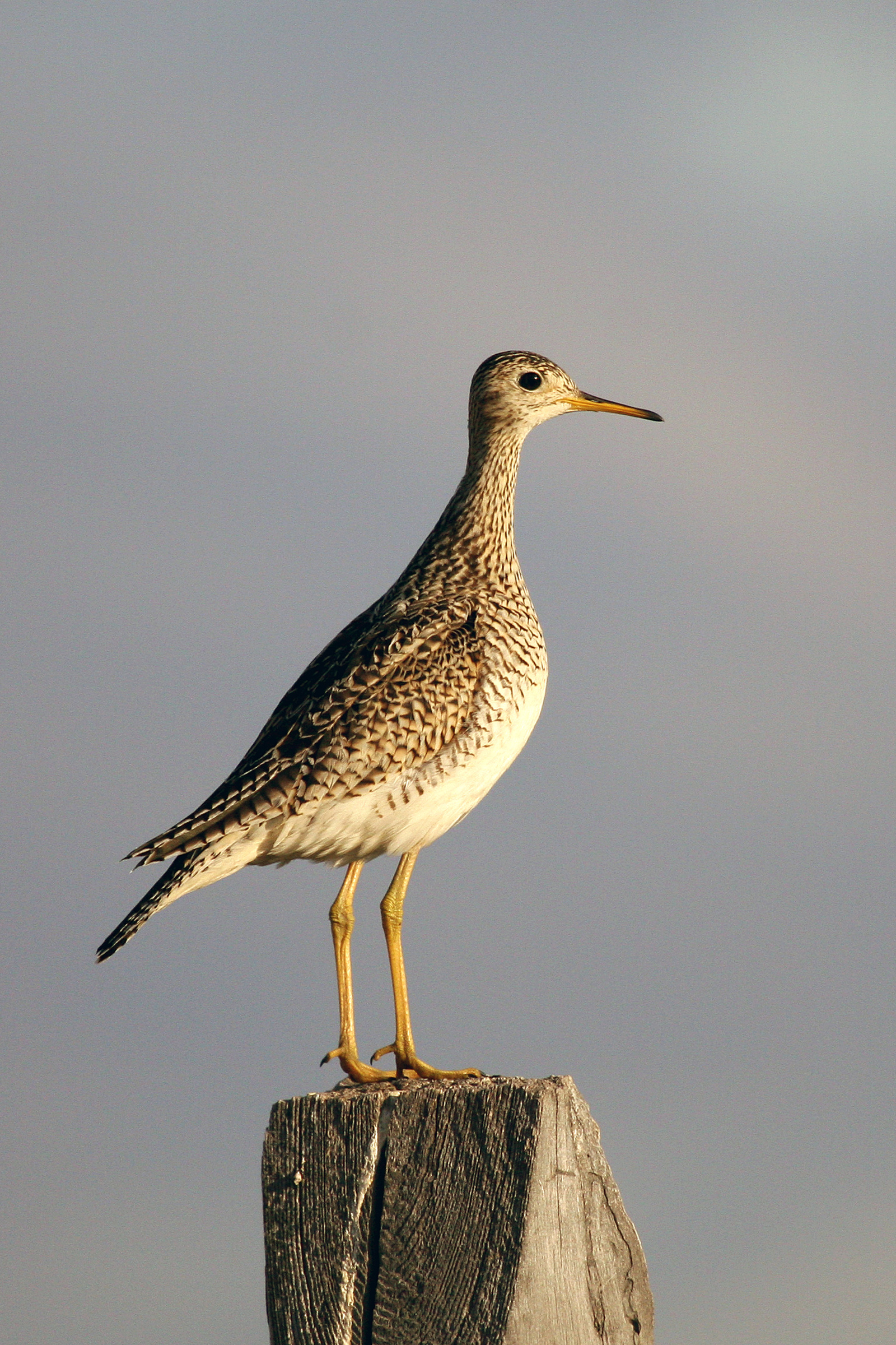 Upland Sandpiper | Audubon Field Guide