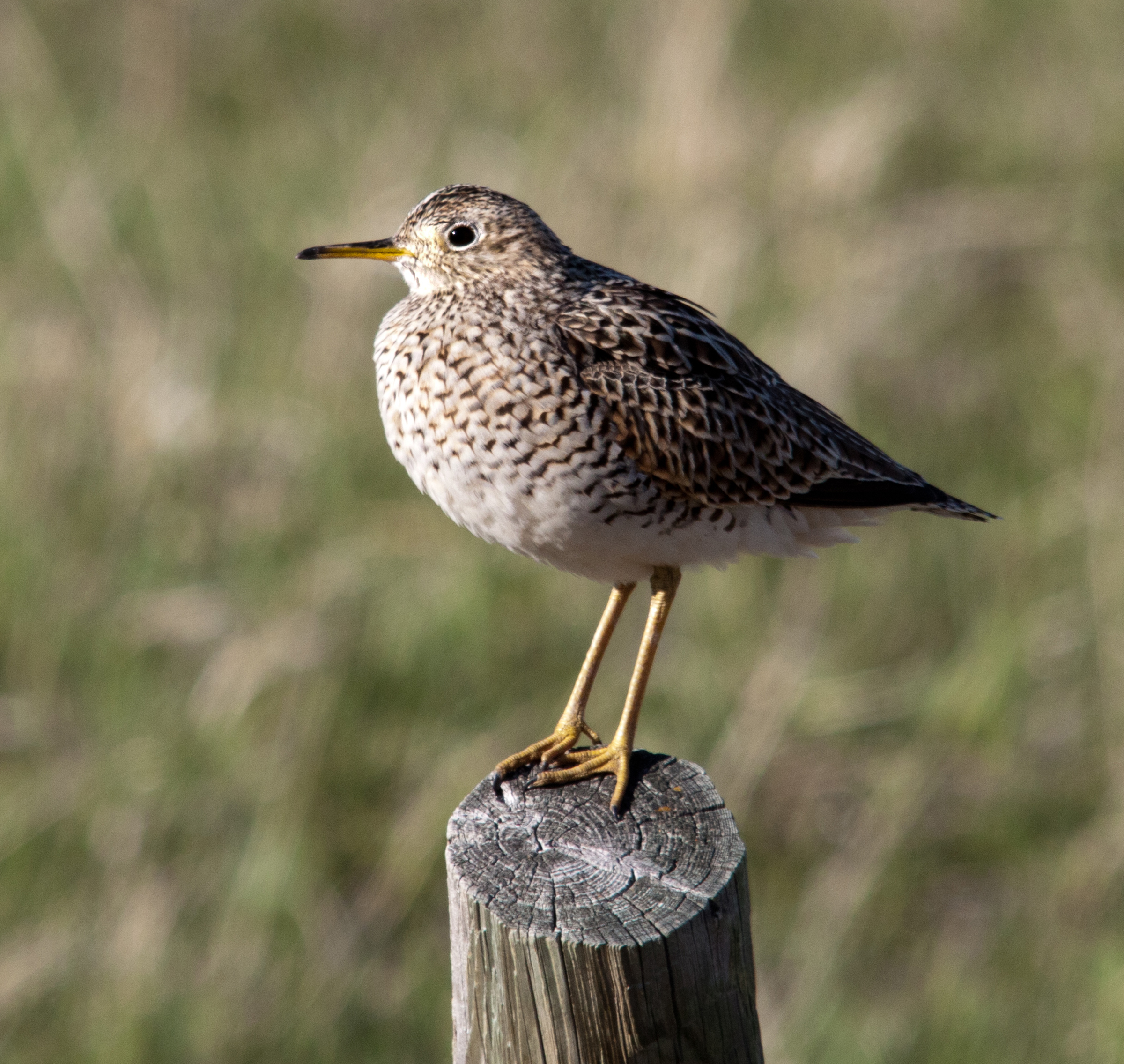 Upland Sandpiper | Audubon Field Guide