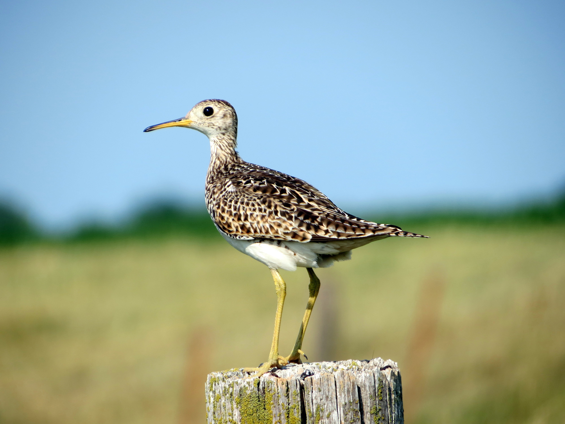 Upland Sandpiper | Audubon Field Guide
