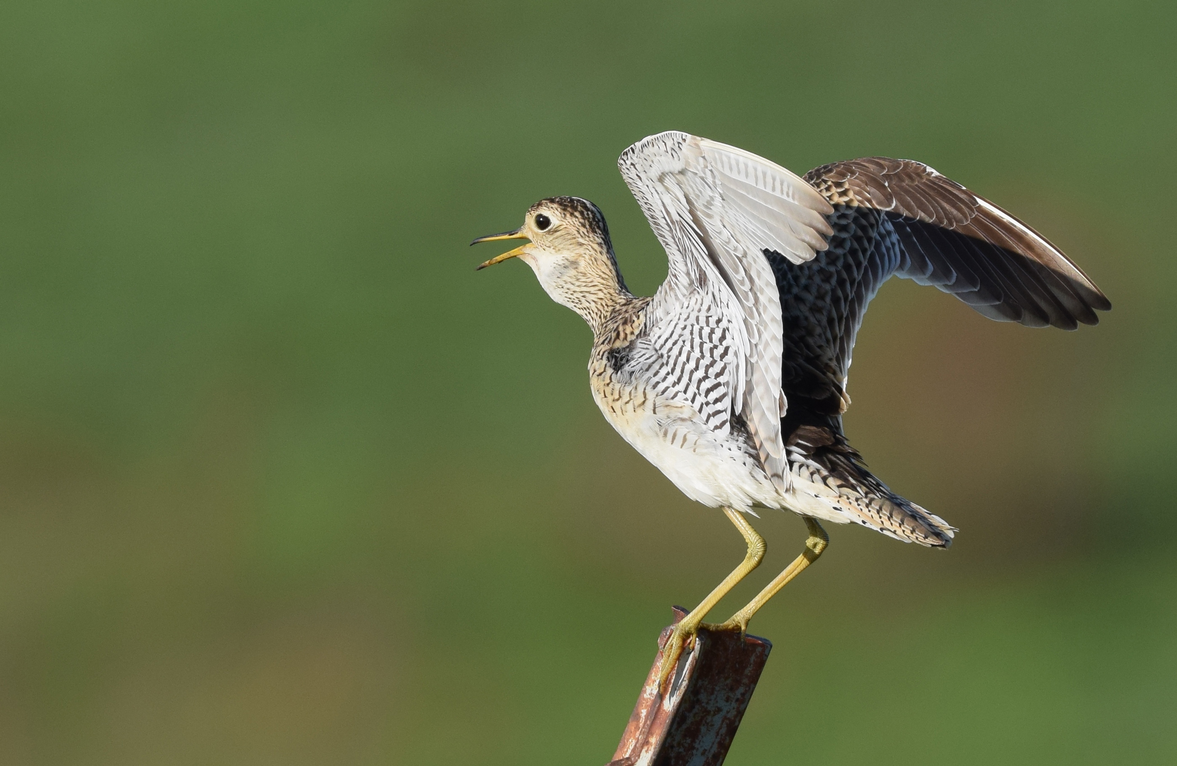 Upland Sandpiper | Audubon Field Guide