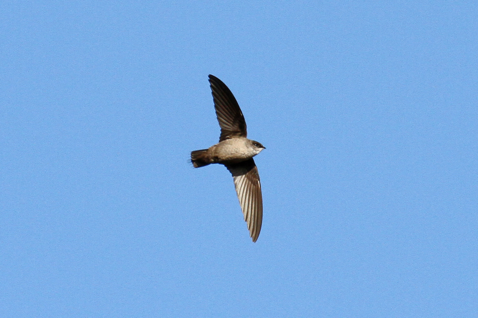 Vaux's Swift | Audubon Field Guide
