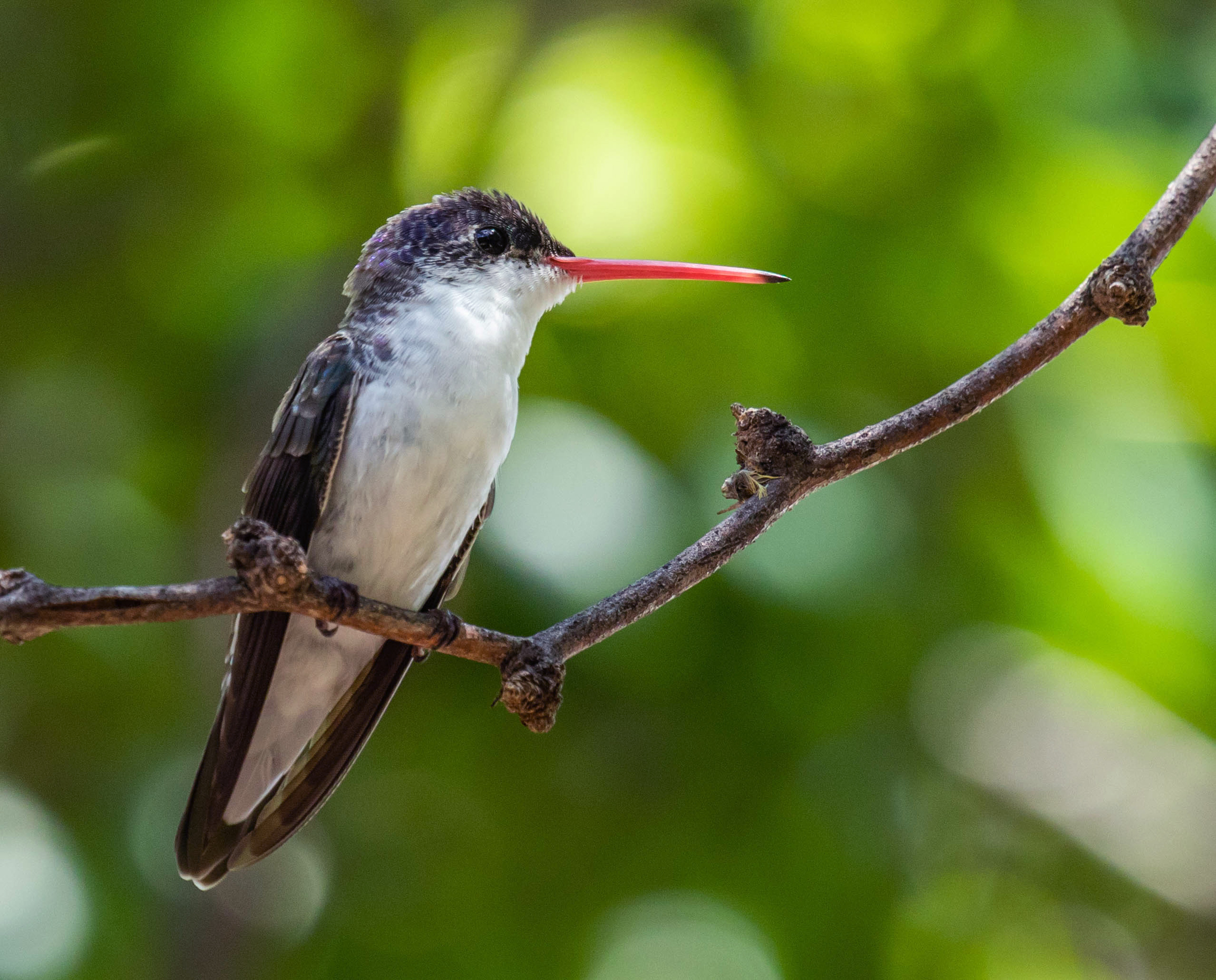 Violet Crowned Hummingbird
