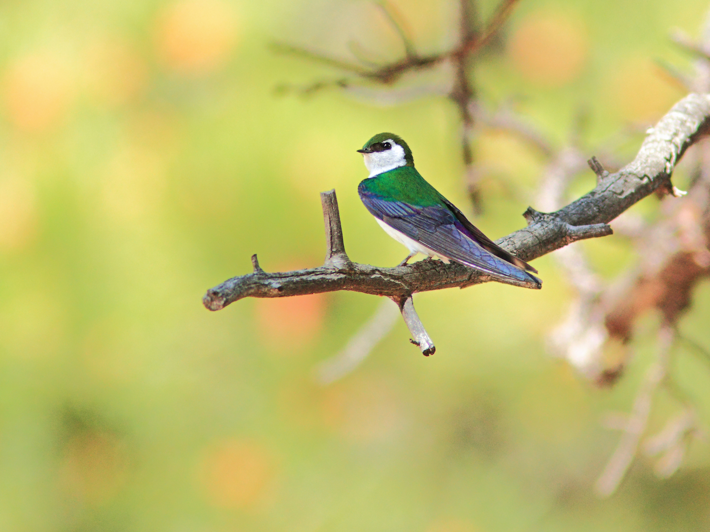 Violet-green Swallow | Audubon Field Guide