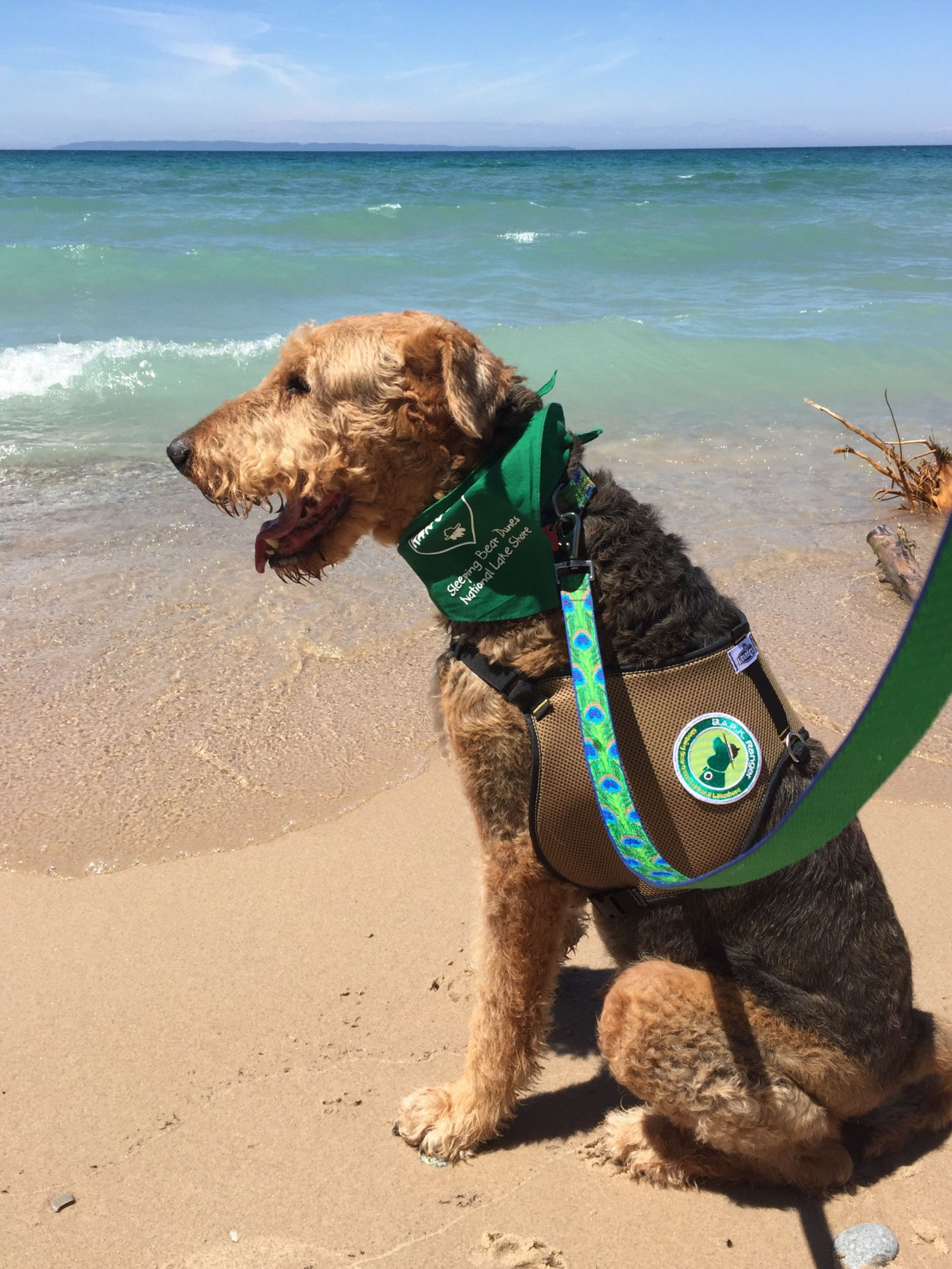 B.A.R.K. Rangers Protect Plovers by Being Model Canine Citizens | Audubon