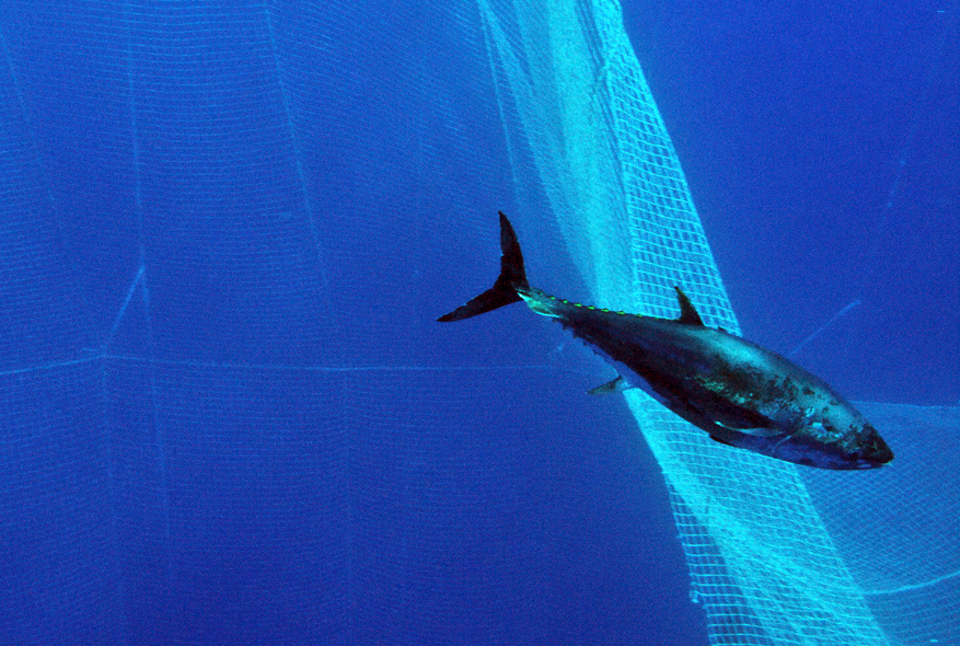 Help End the Bluefin Blues | Audubon