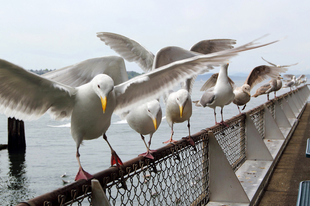 How to Identify Gulls | Audubon