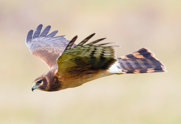Whatever Happened to the Marsh Hawk and Sparrow Hawk? | Audubon