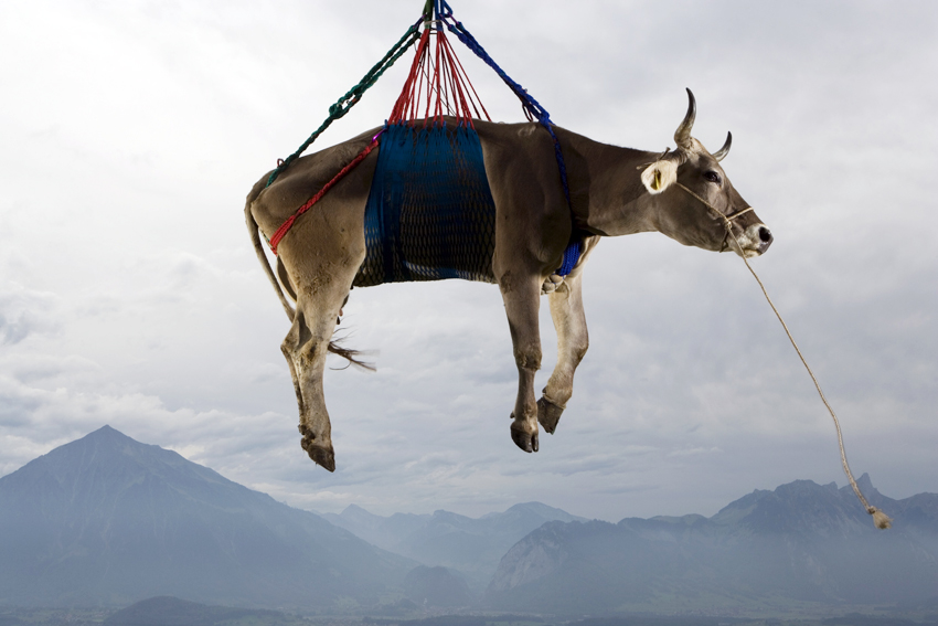 Injured Animals Get Help from an App | Audubon