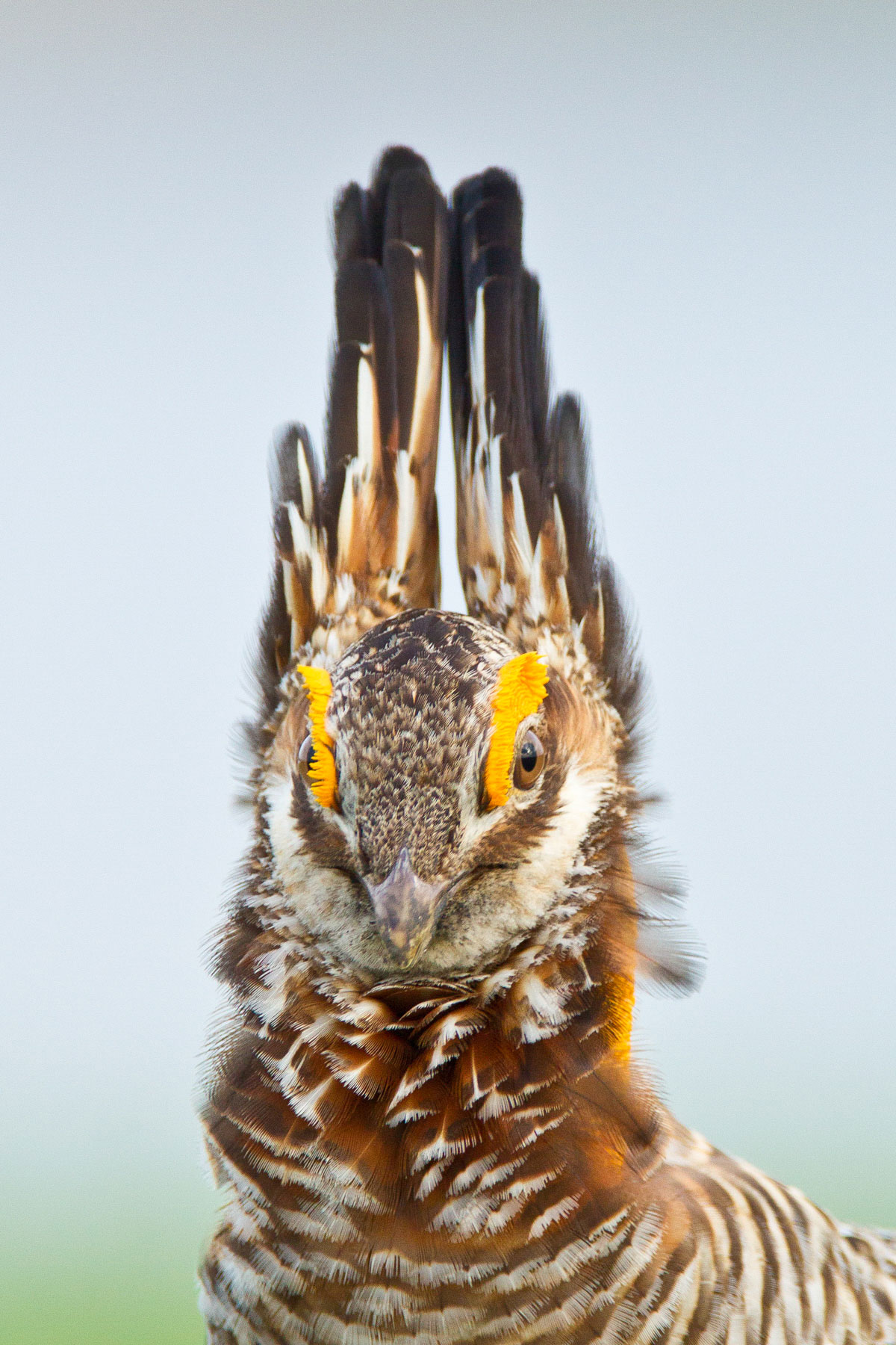 Boom or Bust: The Last Stand of the Attwater's Prairie-Chicken | Audubon