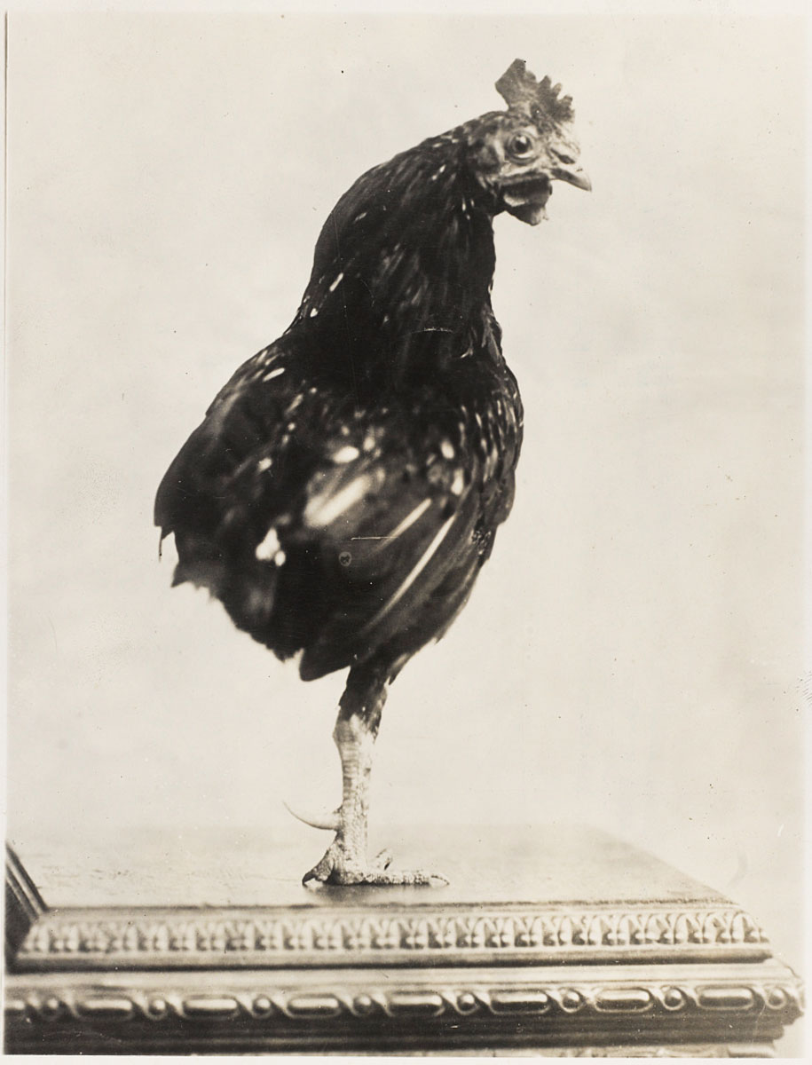 A Brief History of President-Bird Companionship | Audubon