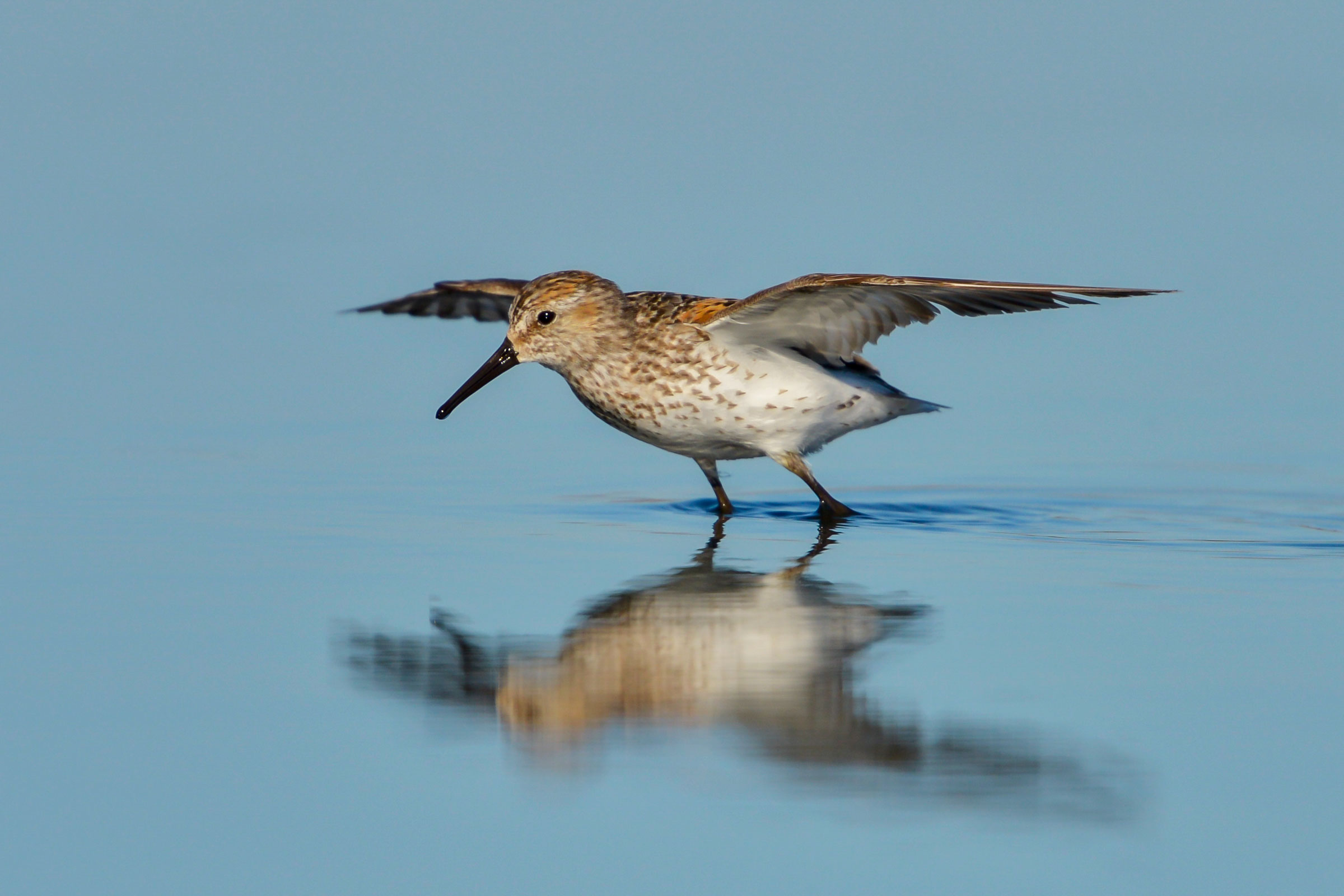 Funding for Saline Lakes Science included in Federal Spending Bill ...