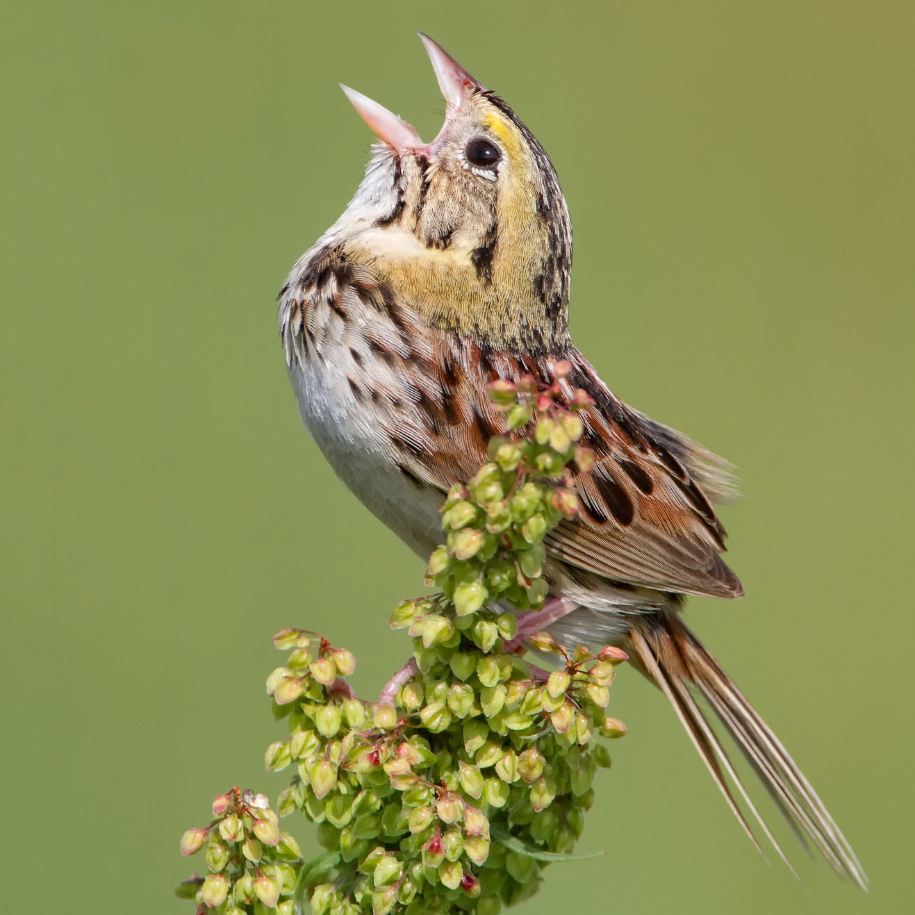 Cabinet Secretaries and Conservation | Audubon