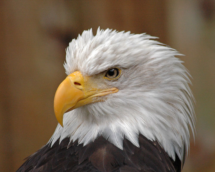 Bald Eagle and Canada Goose Throw Down in Epic Battle | Audubon