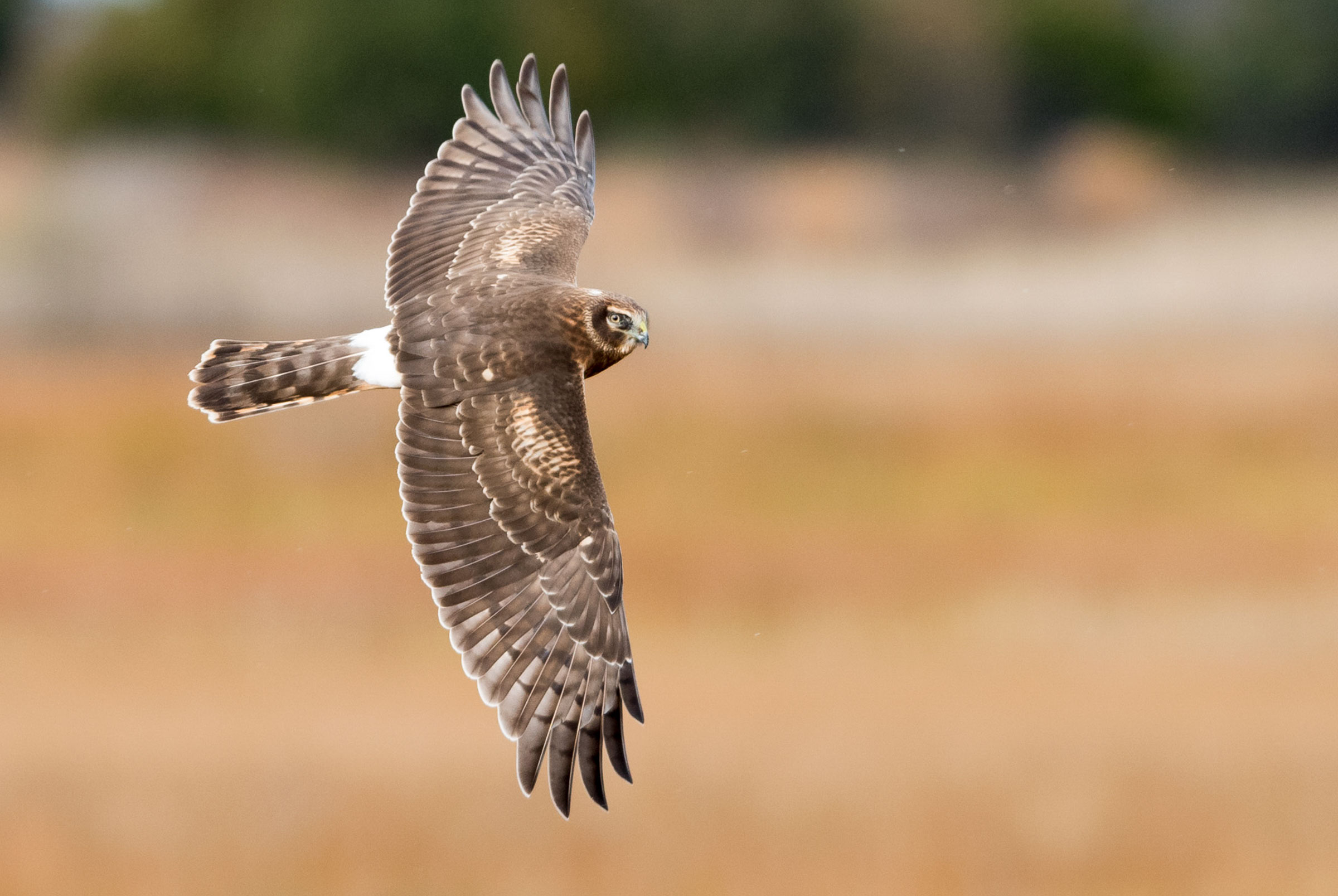 A Policy Agenda to Protect the Birds of the Delaware River Watershed ...