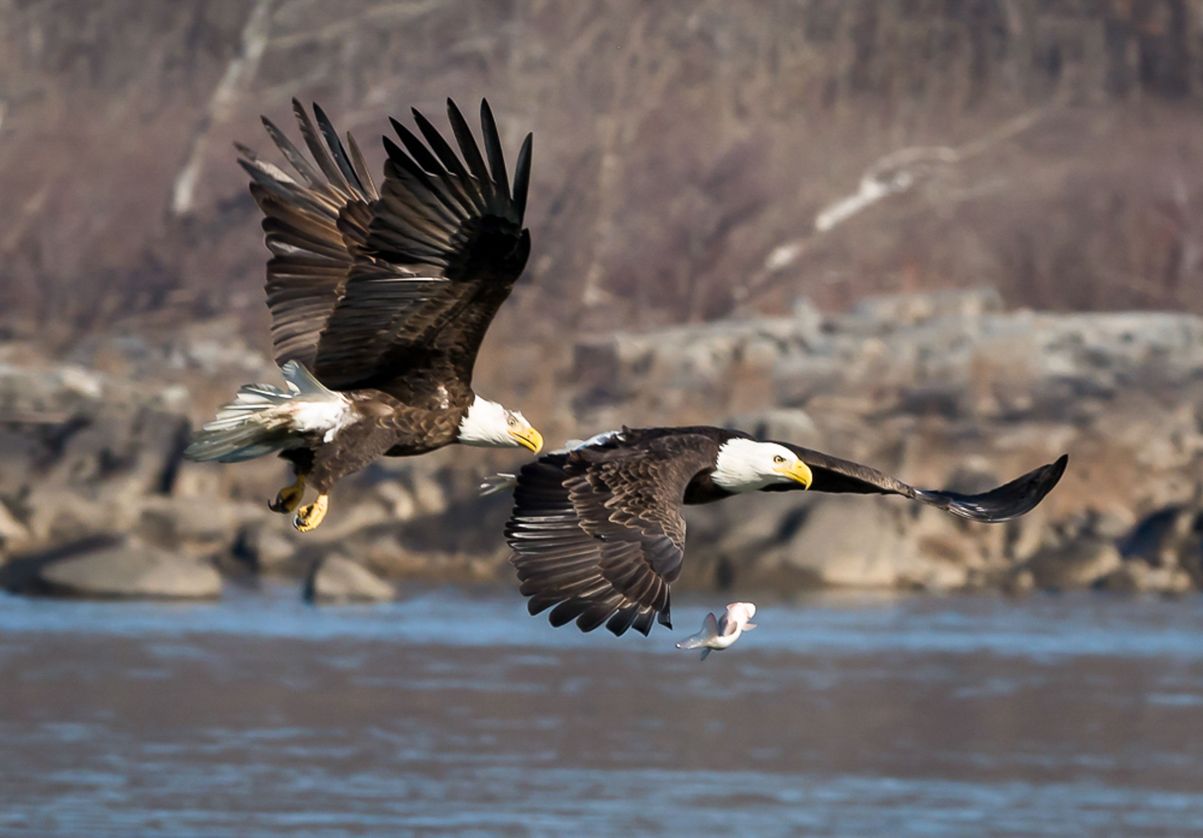 High Stakes for Birds and People at Confirmation Hearing for David ...