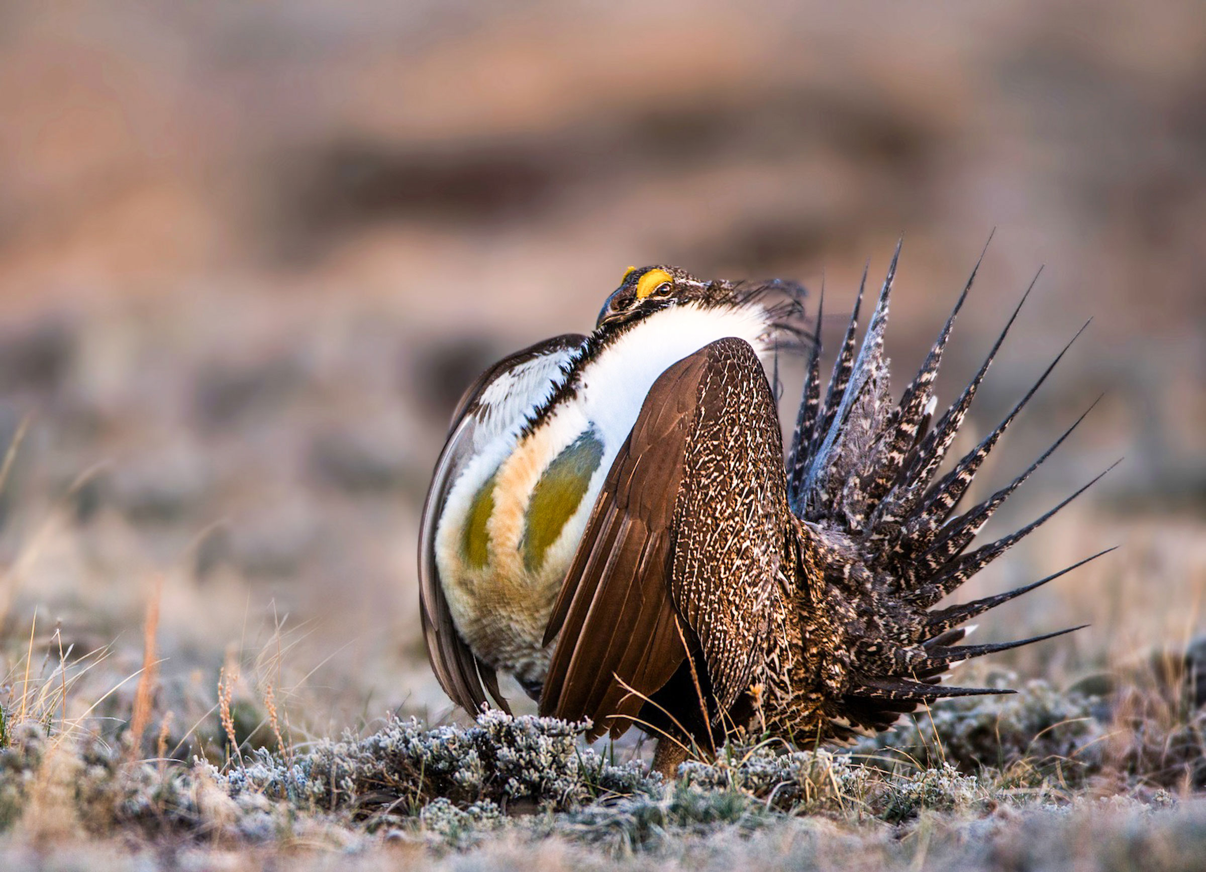 Greater Sage-Grouse’s Unknown Future | Audubon