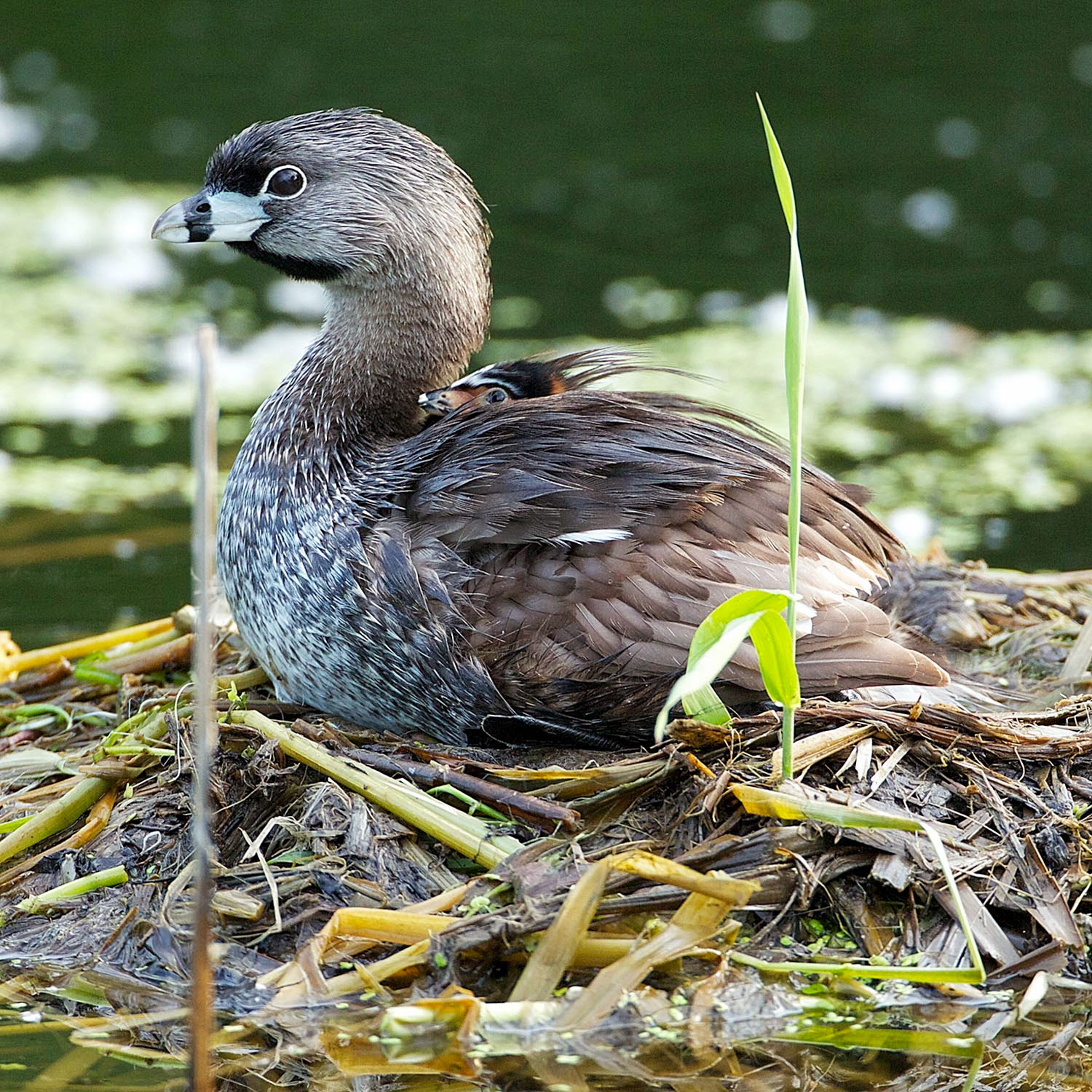 How Grebes Build Floating Nests That Keep Their Eggs High and Dry | Audubon