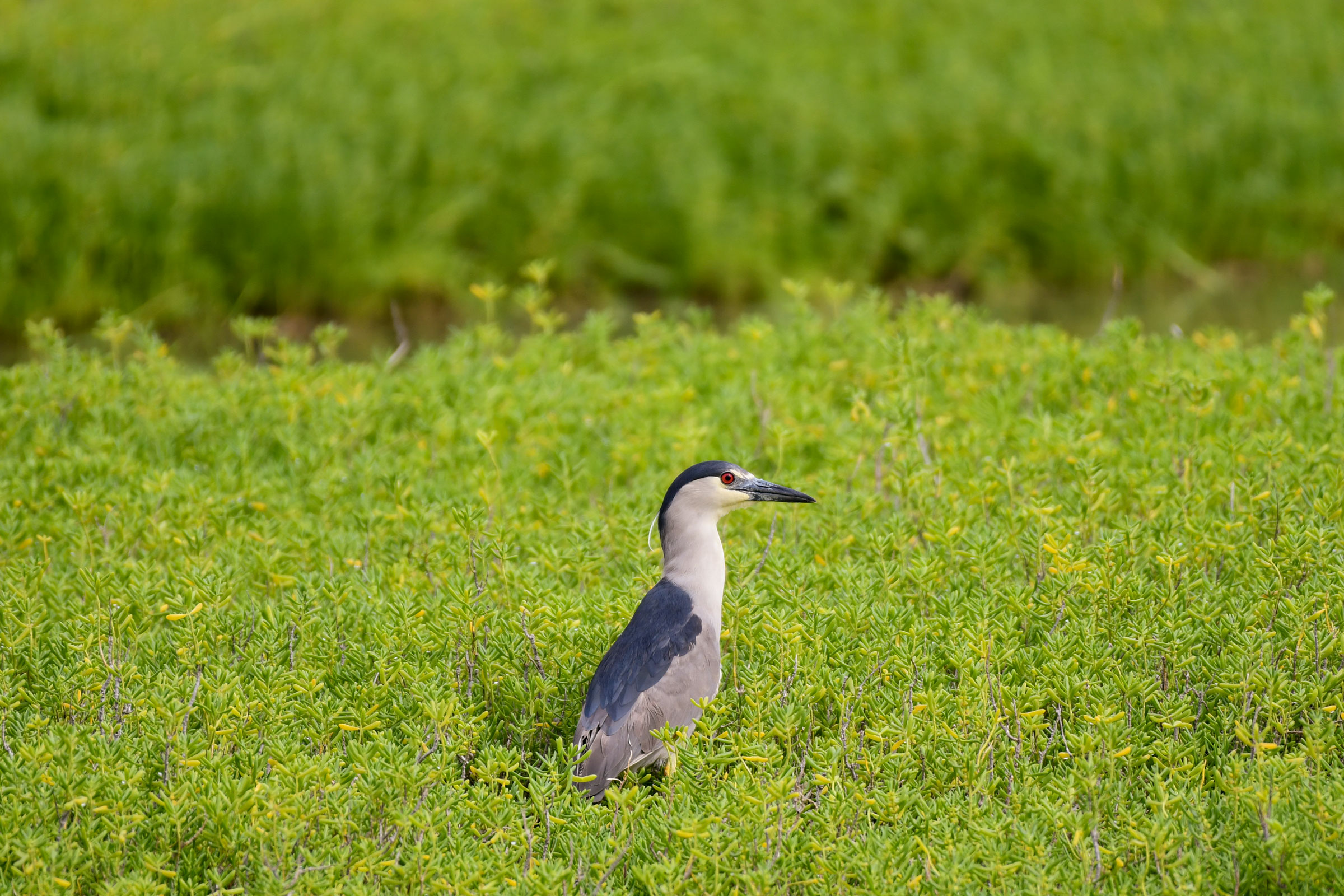 National Audubon Society Statement on Appointment of Presidential ...