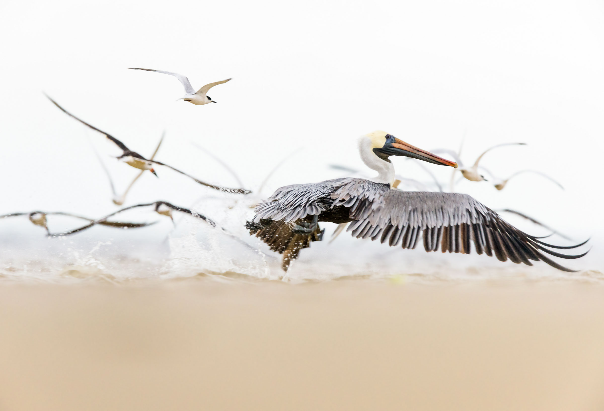 Finding Hope in the Story of the Brown Pelican | Audubon