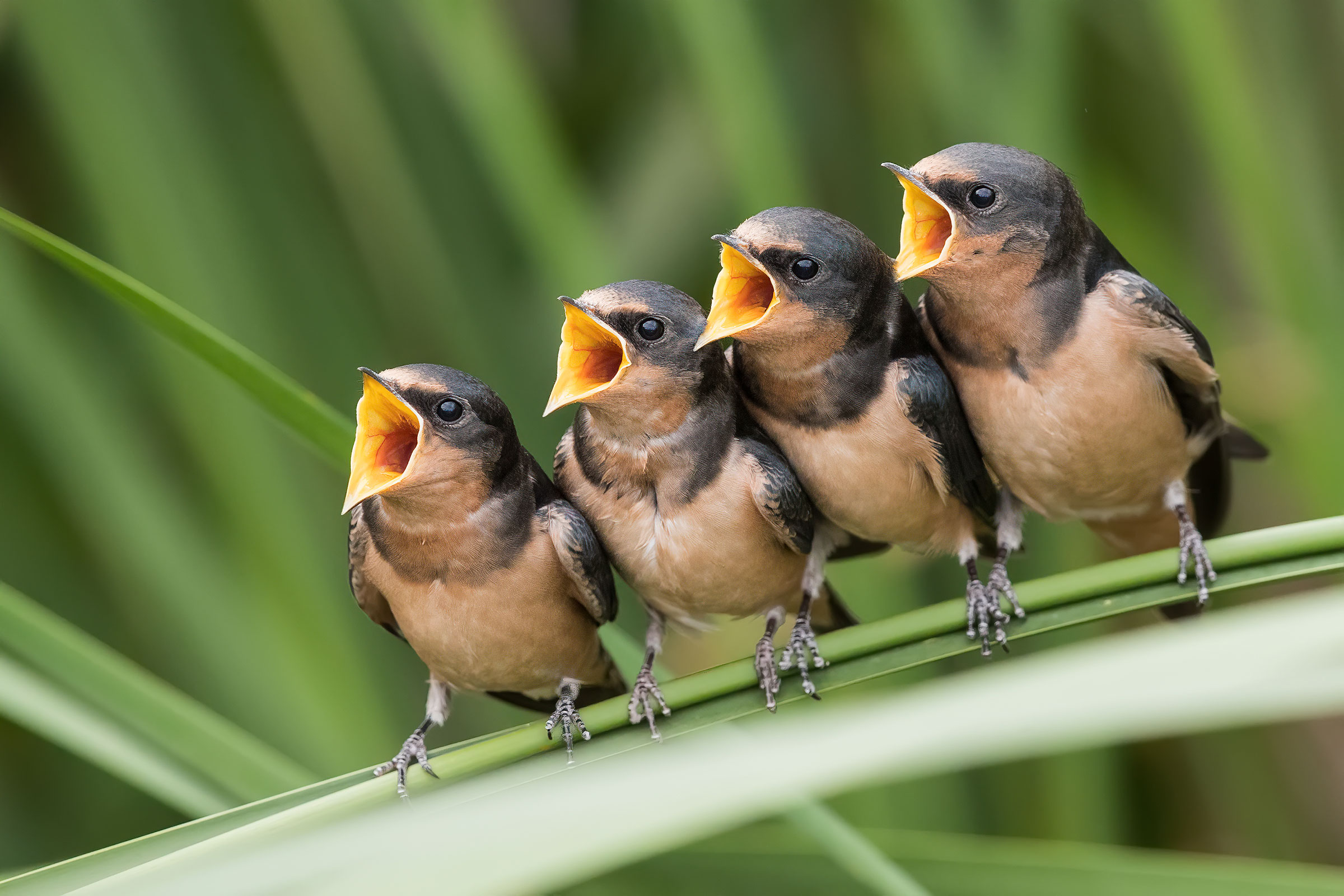  For The Birds The Birdsong Project Volume II Released Today Audubon