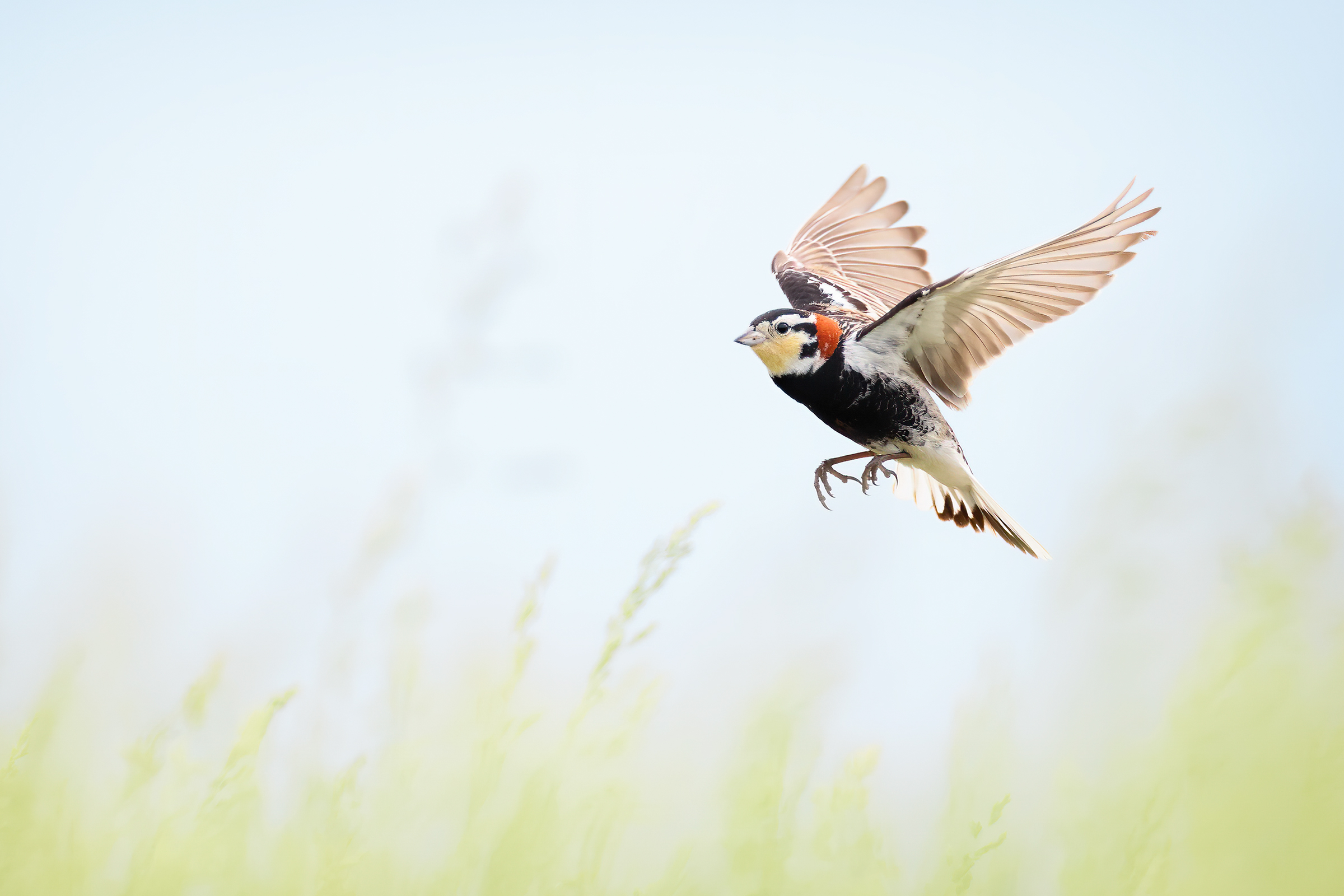 Meet Bird Conservancy of the Rockies, the Scorekeepers of North America ...